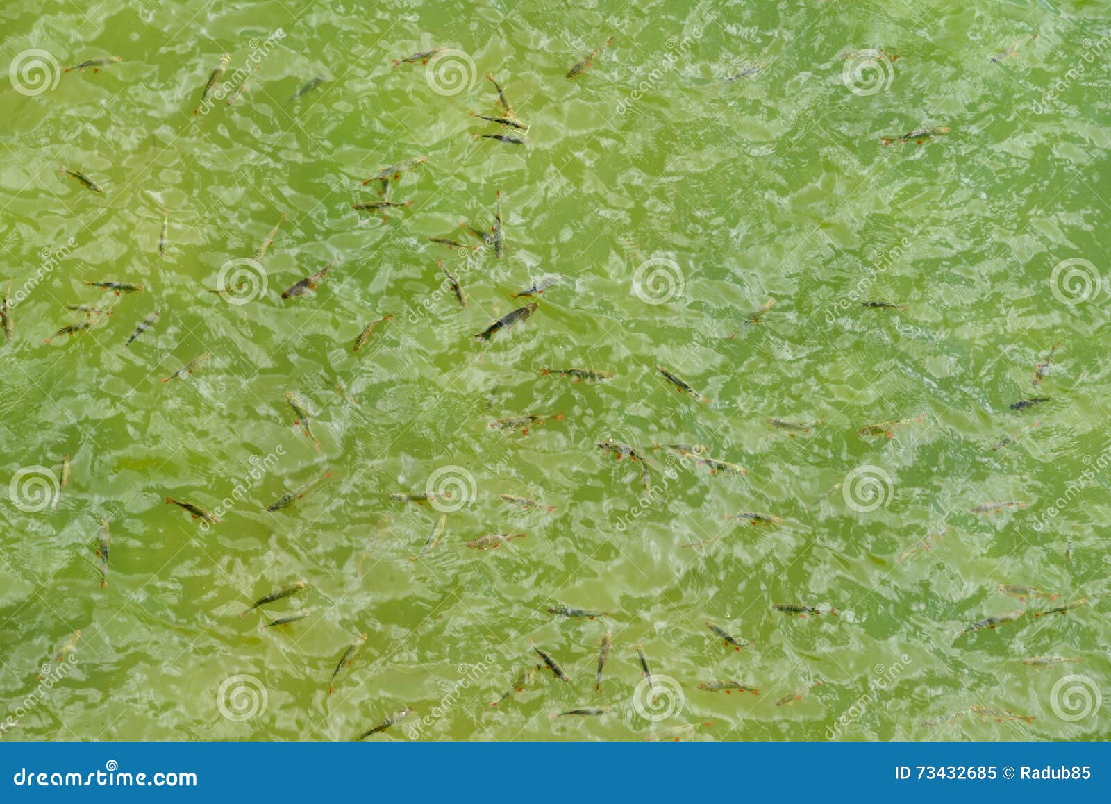 Top View of Fish Group Swimming in Lake Water Stock Image - Image of ...