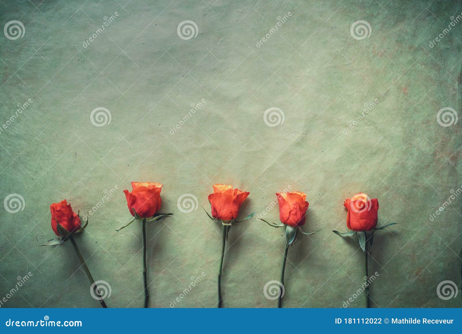 Top View of Five Pink Roses on a Light Green Background. Stock Photo ...