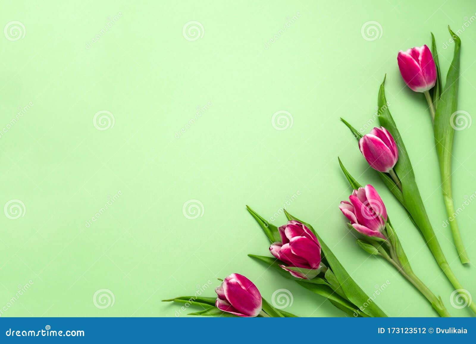 Five Tulips Frame on a Soft Green Background with Copy Space Stock ...