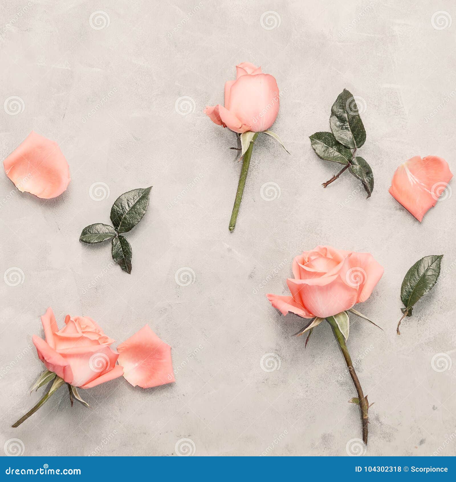 Top View Flat Lay Pink Roses on Grey Background. Romantic Decoration ...