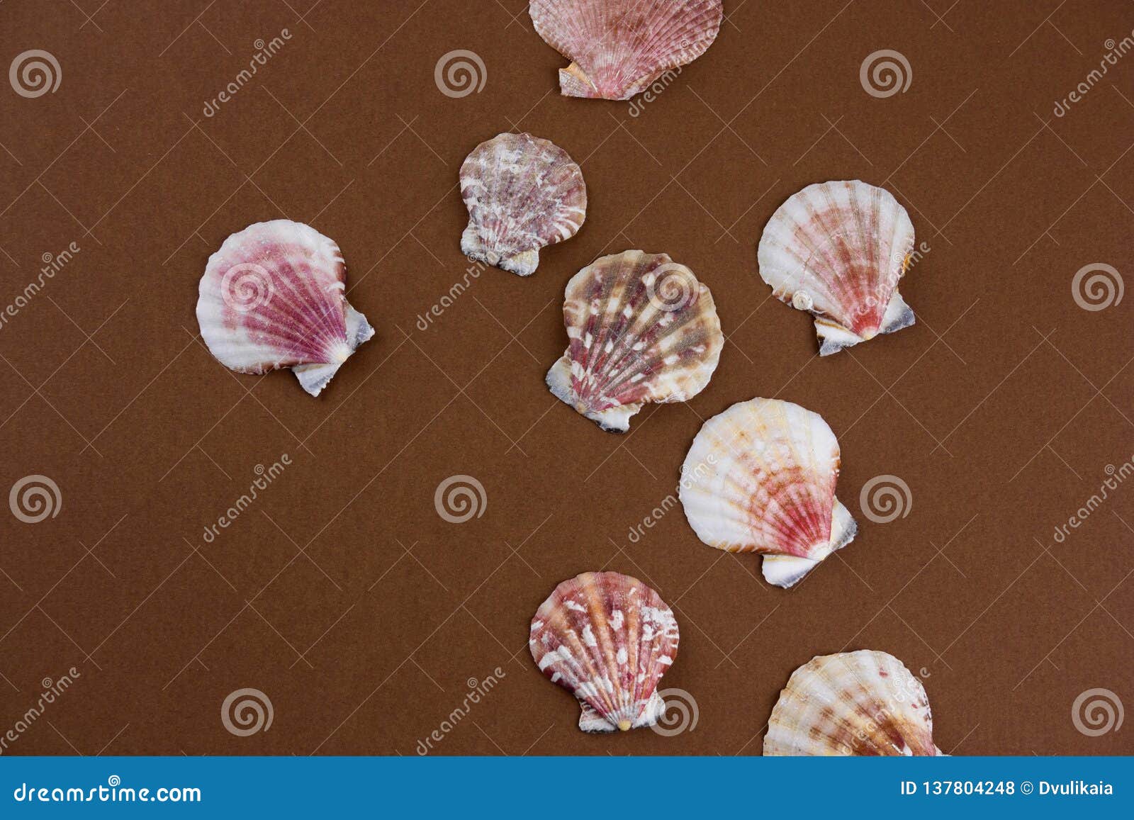 Flat Lay Sea Shells on a Brown Background Stock Photo - Image of ...
