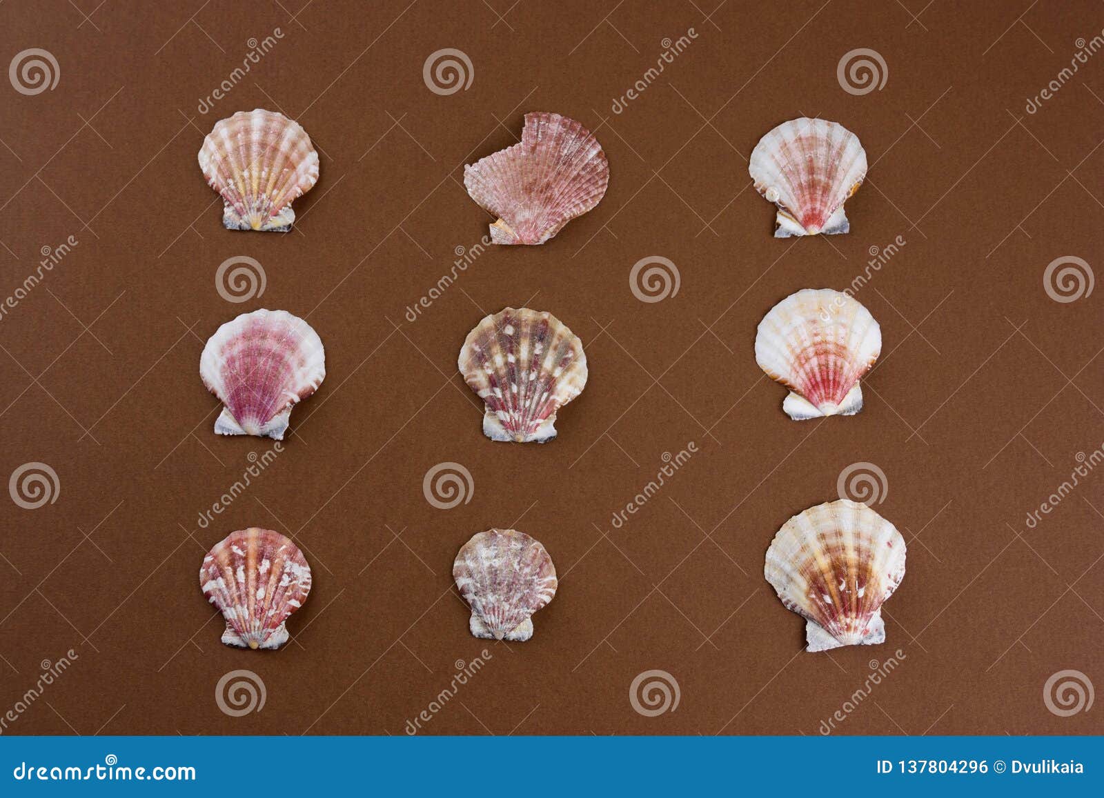 Flat Lay Sea Shells on a Brown Background Stock Photo - Image of sand ...