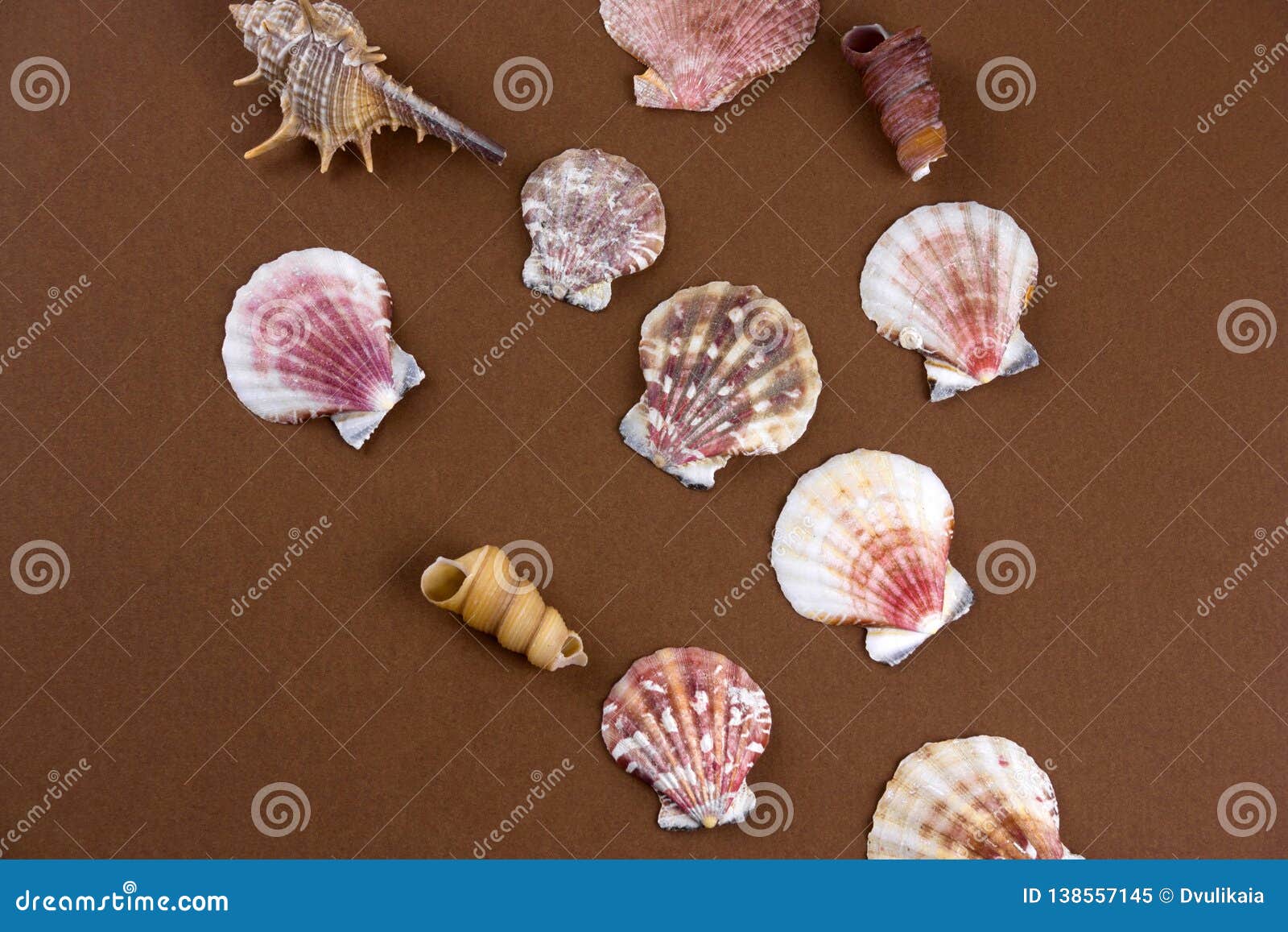 Flat Lay Sea Shells on a Brown Background Stock Image - Image of ...