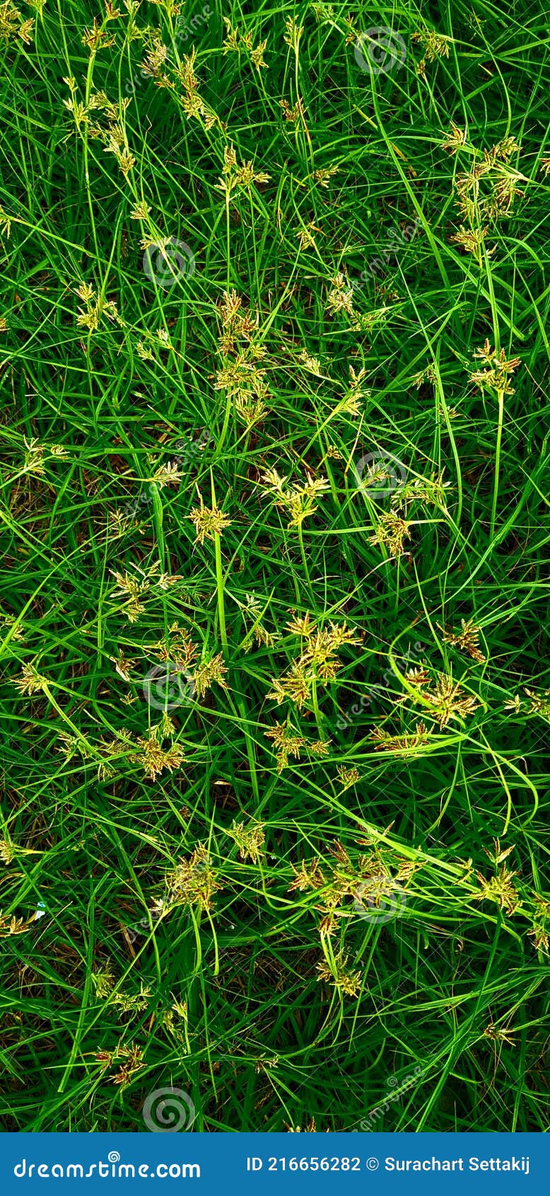 Top View Flower Bed in Graden on Beautiful Ground. Stock Photo - Image ...