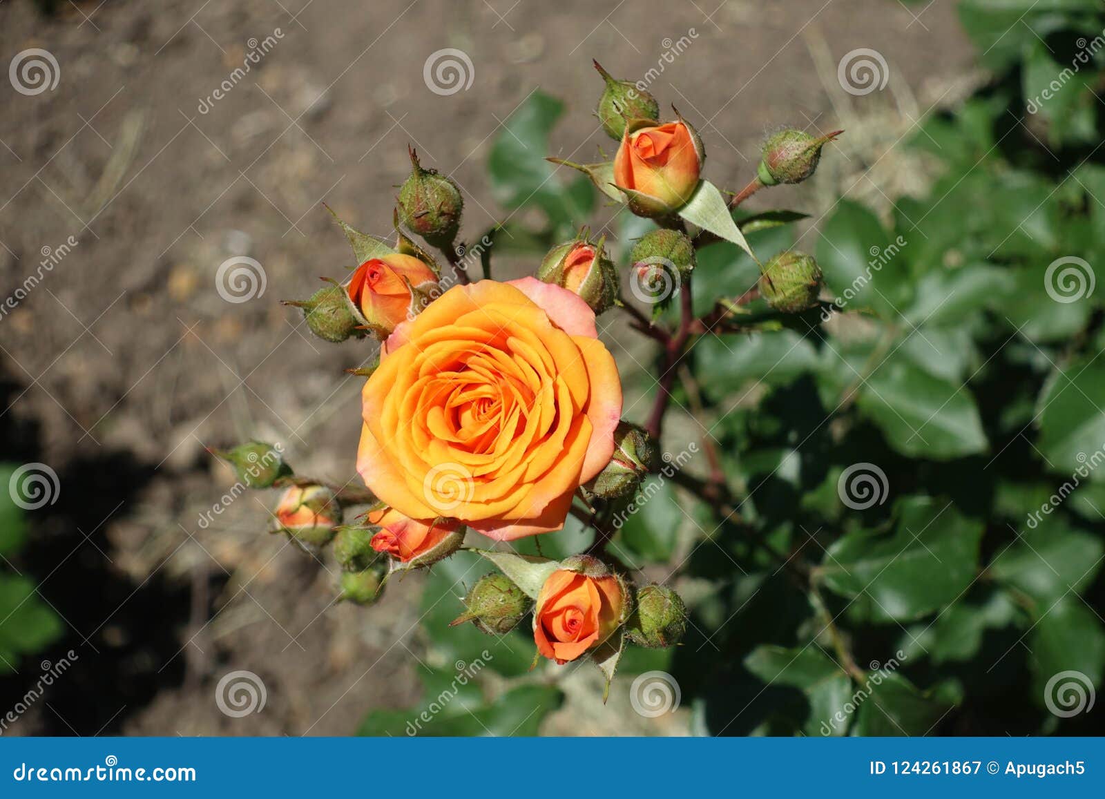 Top View of Flower of Orange Rose Stock Image - Image of greenery ...