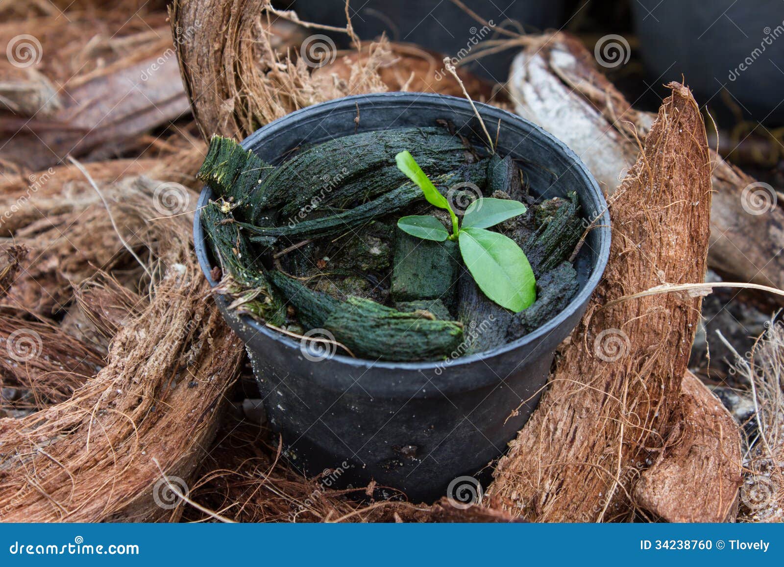 Top view of flower pot stock photo. Image of equipment - 34238760