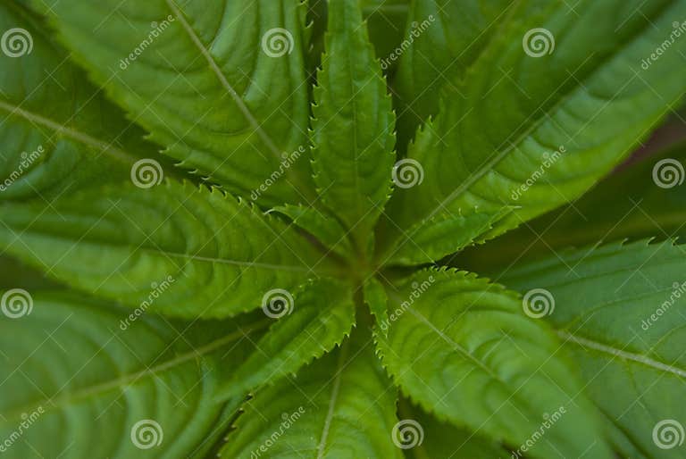 Top view of flower tree stock image. Image of trunk, color - 69296465