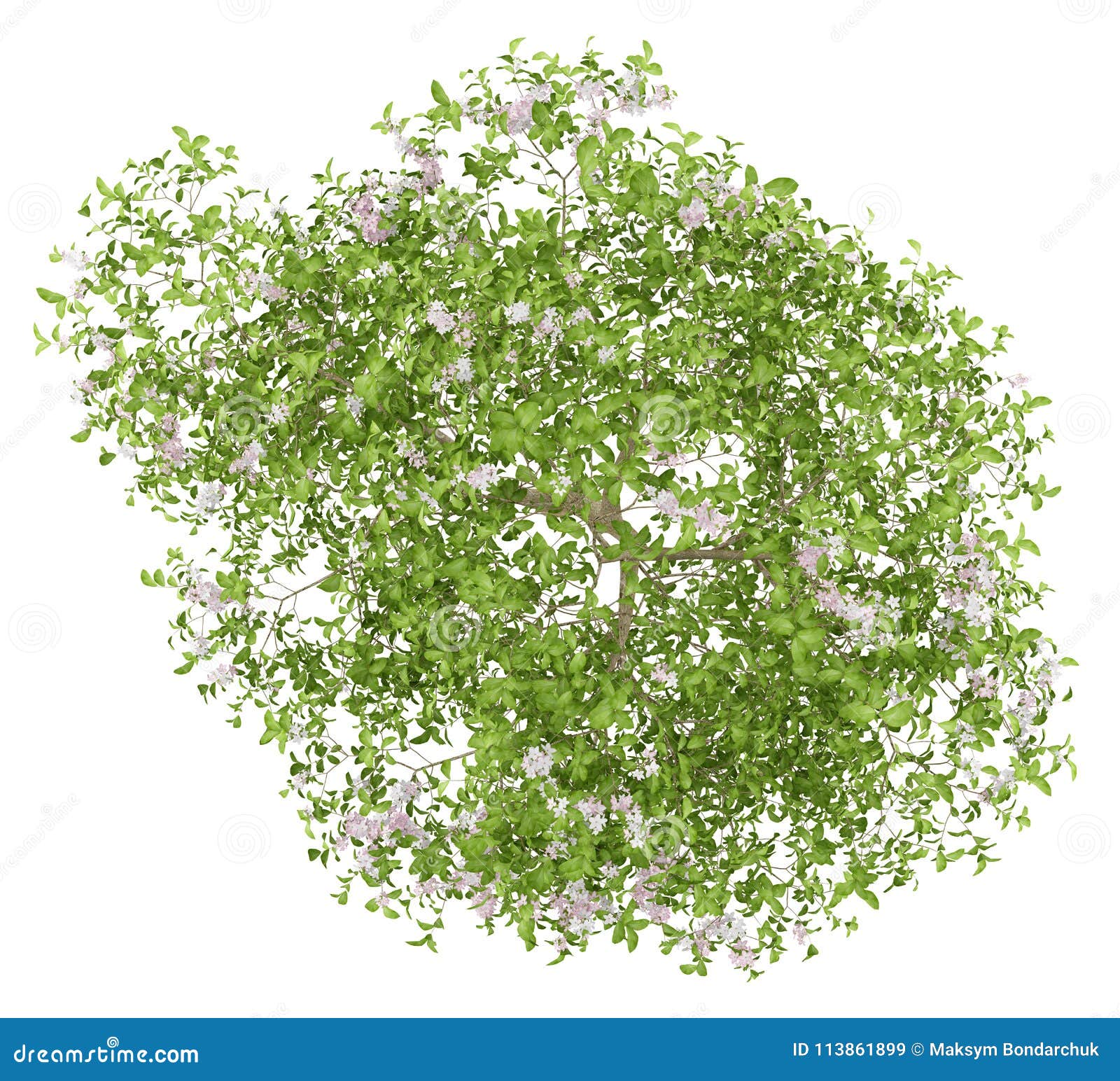 Top View of Flowering Apple Tree Isolated on White Stock Illustration ... Top View of Flowering Apple Tree Isolated on White Stock Illustration ...