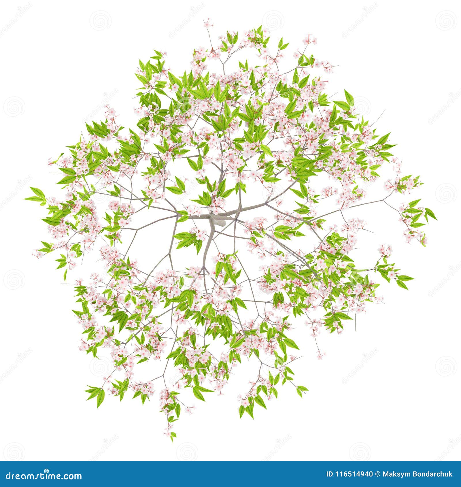 Flowering Cherry Angiosperm Tree Vector Illustration | CartoonDealer.com #266545040