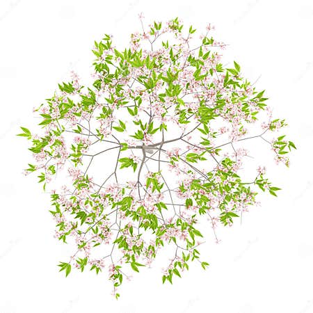 Top View of Flowering Cherry Tree Isolated on White Stock Illustration ...