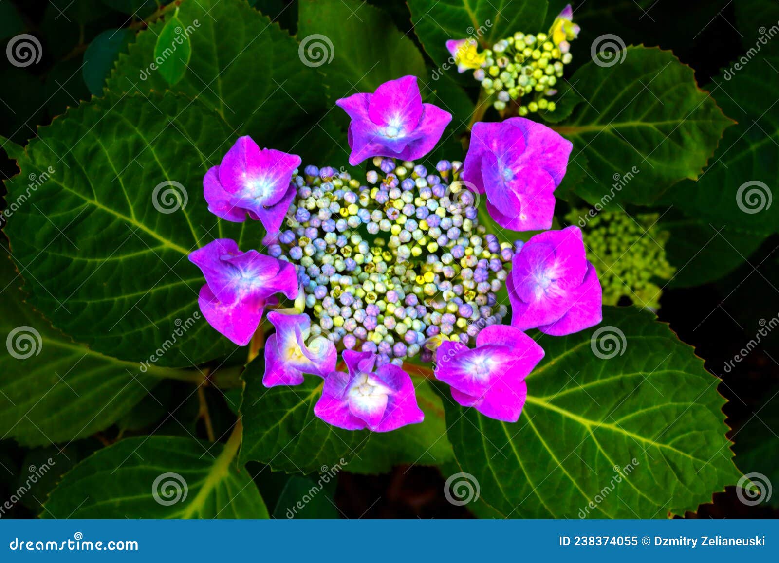 Top View of the Flowering Hydrangeas in the Garden in the Spring. Stock ...