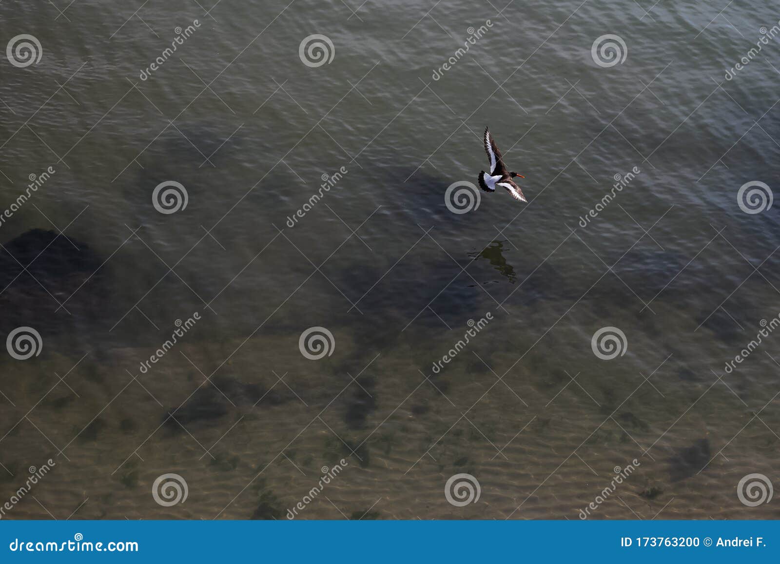 Top View of Flying Bird Above the Sea. Stock Photo - Image of colorful ...