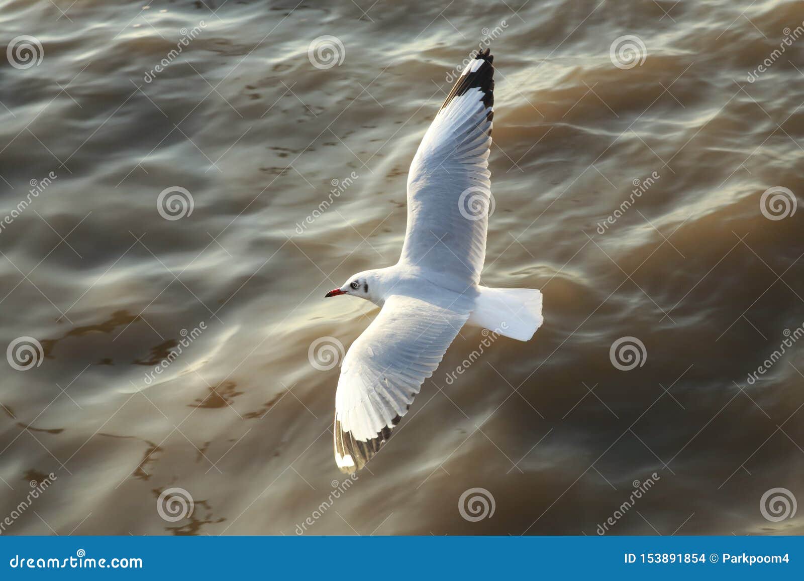 Top View Flying Seagulls in Ocean Stock Photo - Image of seagull, group ...