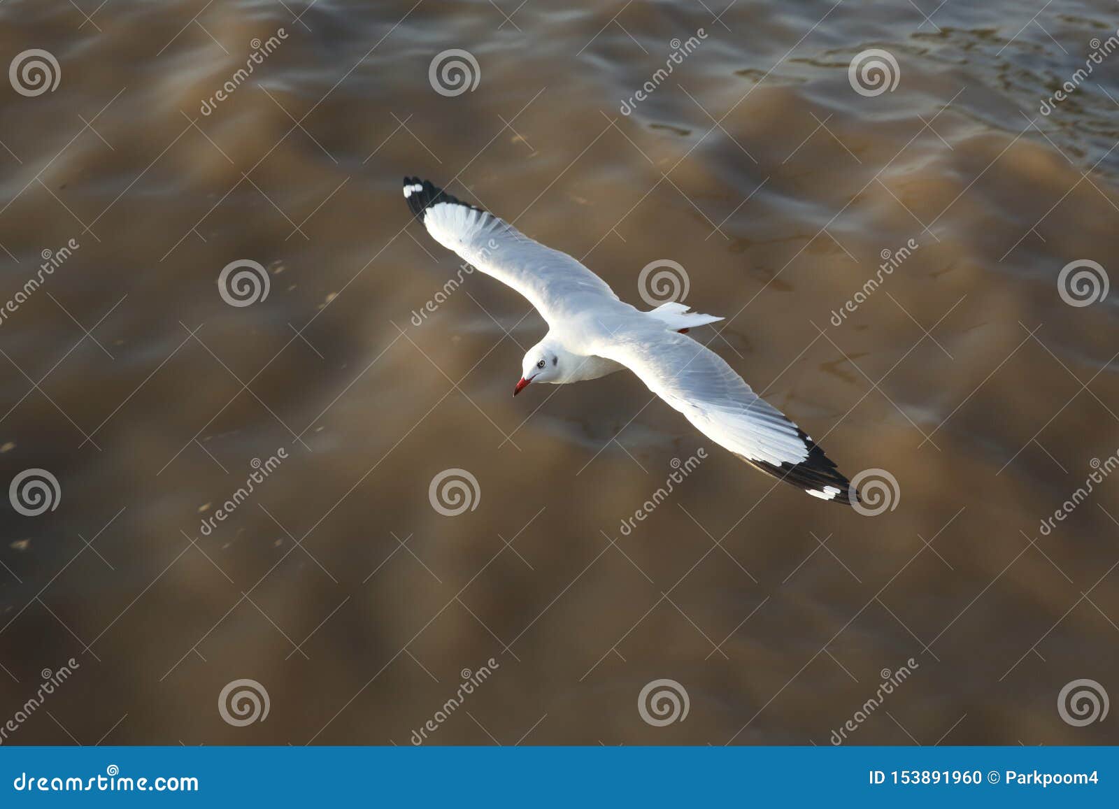 Top View Flying Seagulls in Ocean Stock Photo - Image of ocean, grey ...