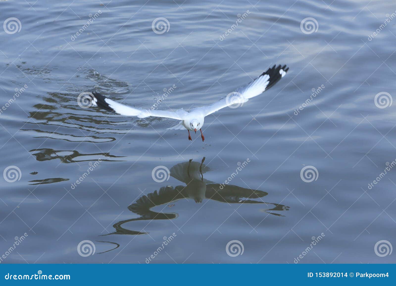 Top View Flying Seagulls in Ocean Stock Photo - Image of flying ...