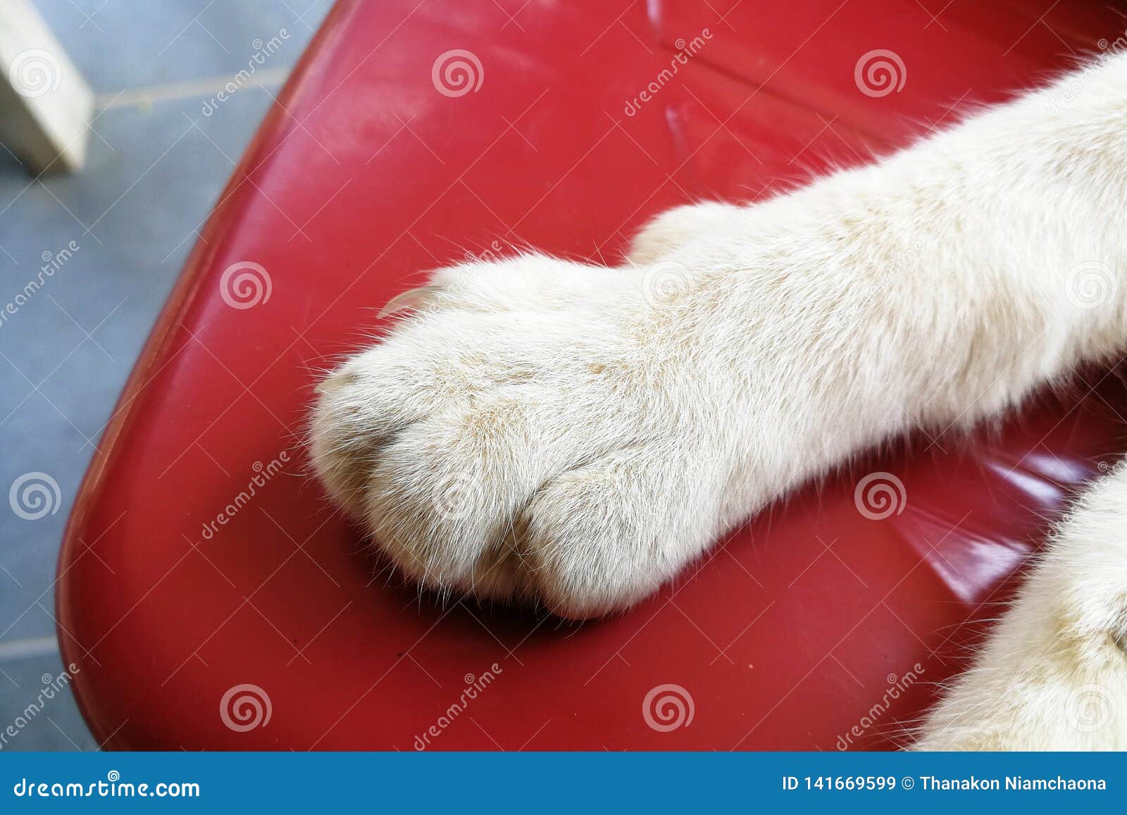 Top view foot of cat foot stock image. Image of dirty - 141669599