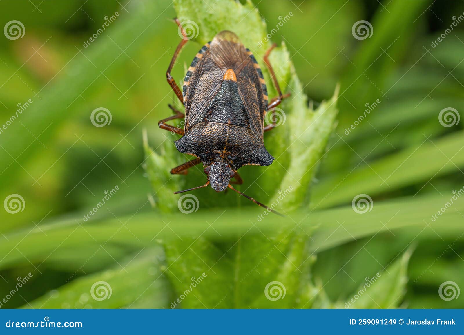 Top View of the Forest Bug or Red-legged Shieldbug Stock Image - Image ...