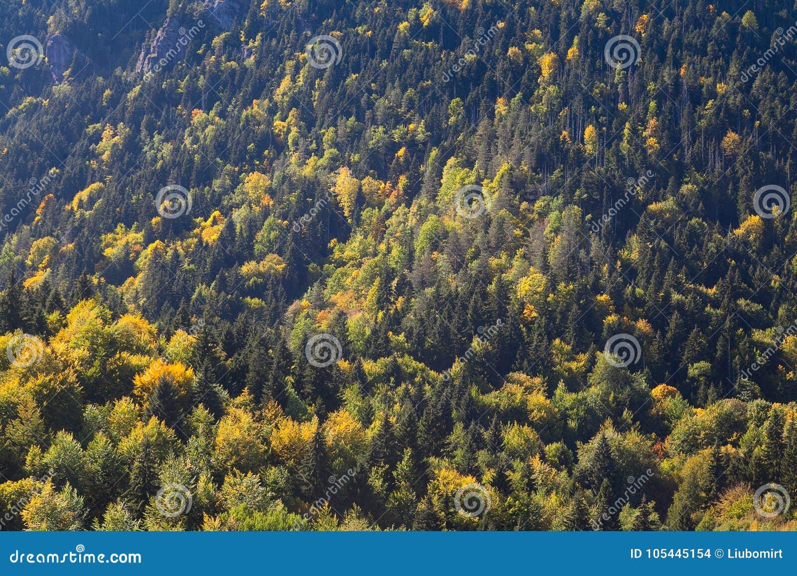 Top View of Forest in the Fall with Yellow Trees Stock Photo - Image of ...