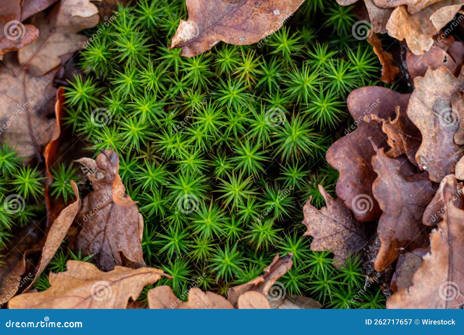 Top View of the Forest Floor Pine Tree Saplings Stock Image - Image of ...