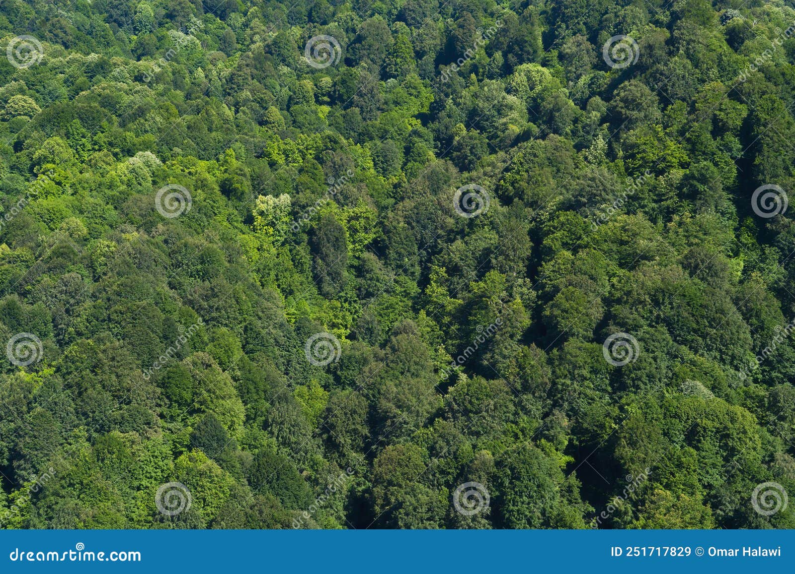 Top View of the Forest Overcrowded with Trees Stock Image - Image of ...
