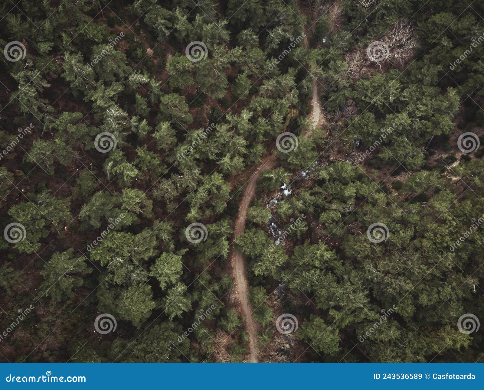 Top View of a Forest with Path Stock Image - Image of forest, landscape ...