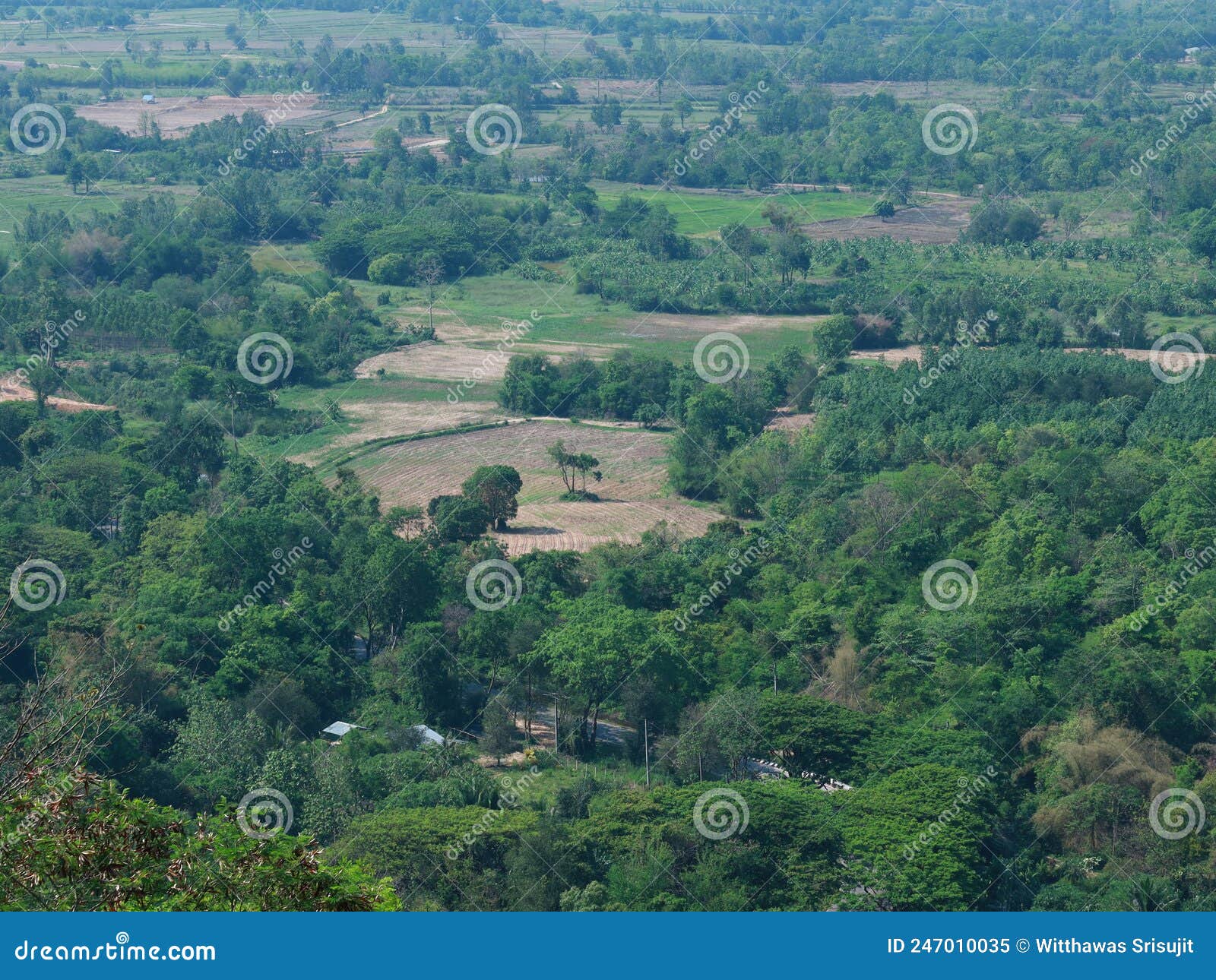 The top view of forest stock image. Image of enveronment - 247010035