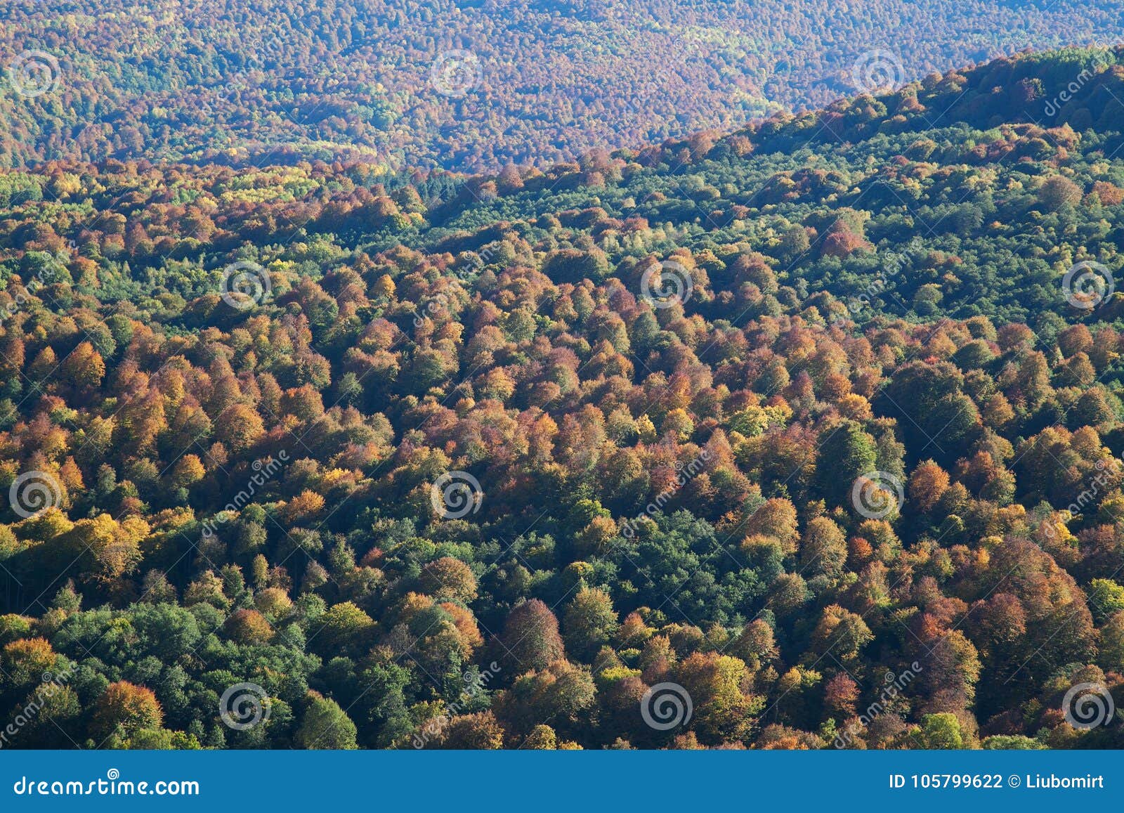 Top view of forest stock photo. Image of seasonal, grove - 105799622