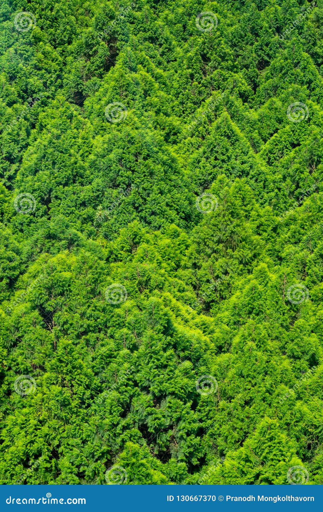 Top view forest stock photo. Image of pine, outdoor - 130667370