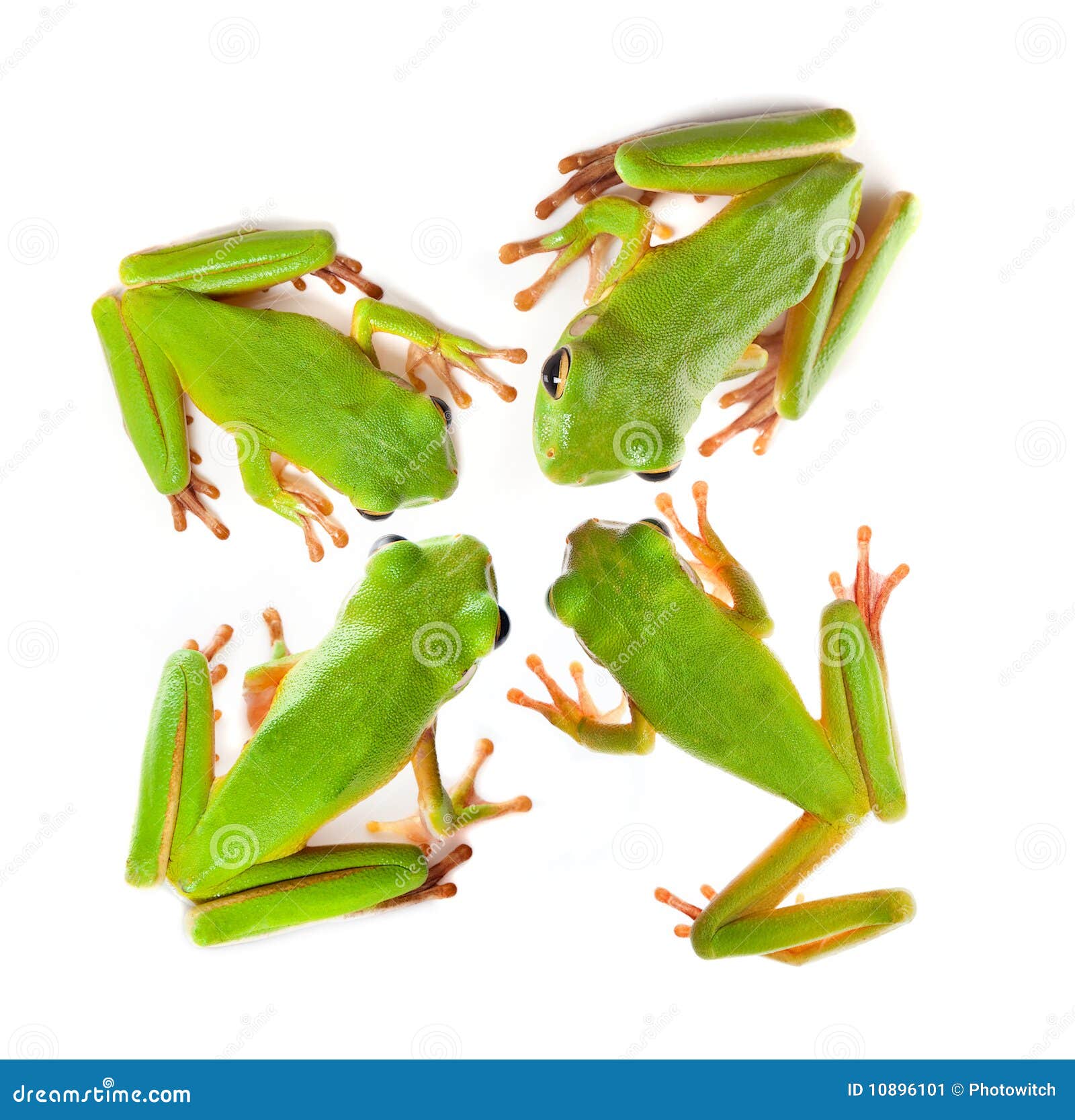 Top view on four frogs stock image. Image of white, macro - 10896101
