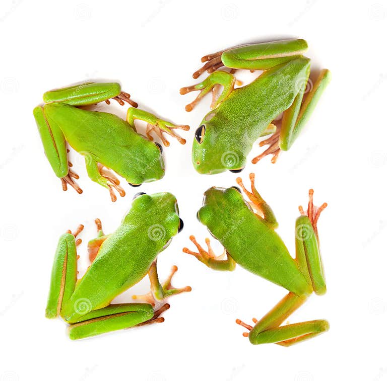 Top view on four frogs stock image. Image of white, macro - 10896101