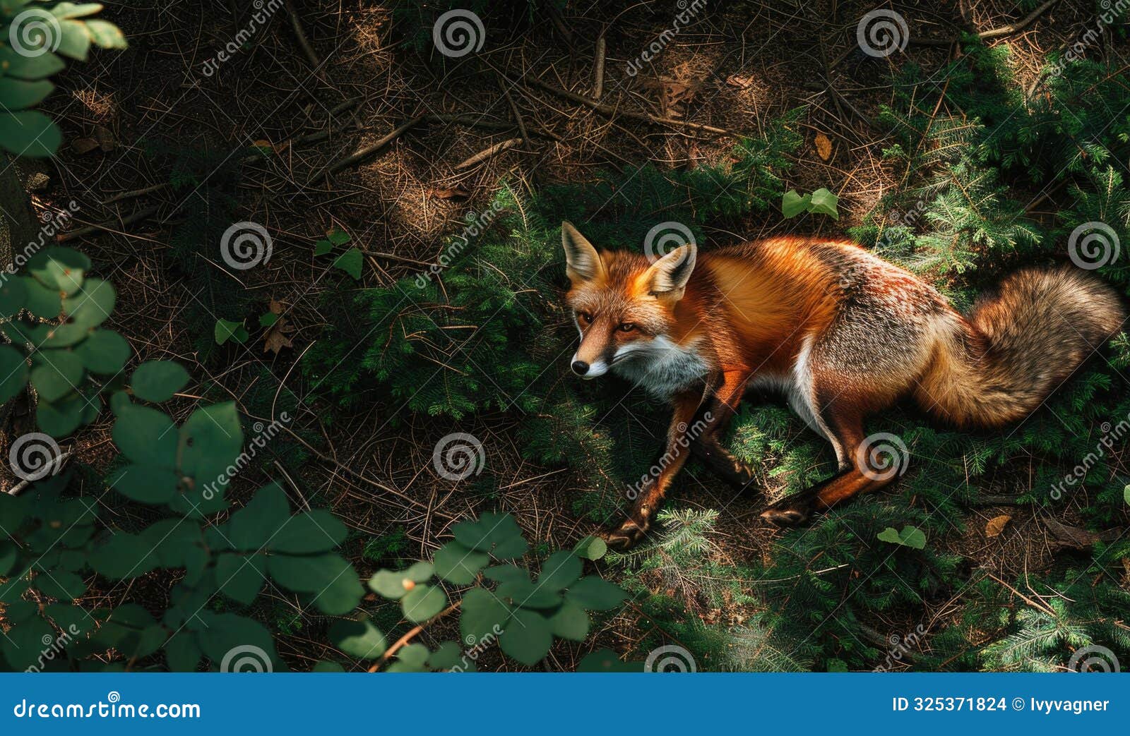 Top View of a Fox Lying in the Shade Stock Photo - Image of grass ...