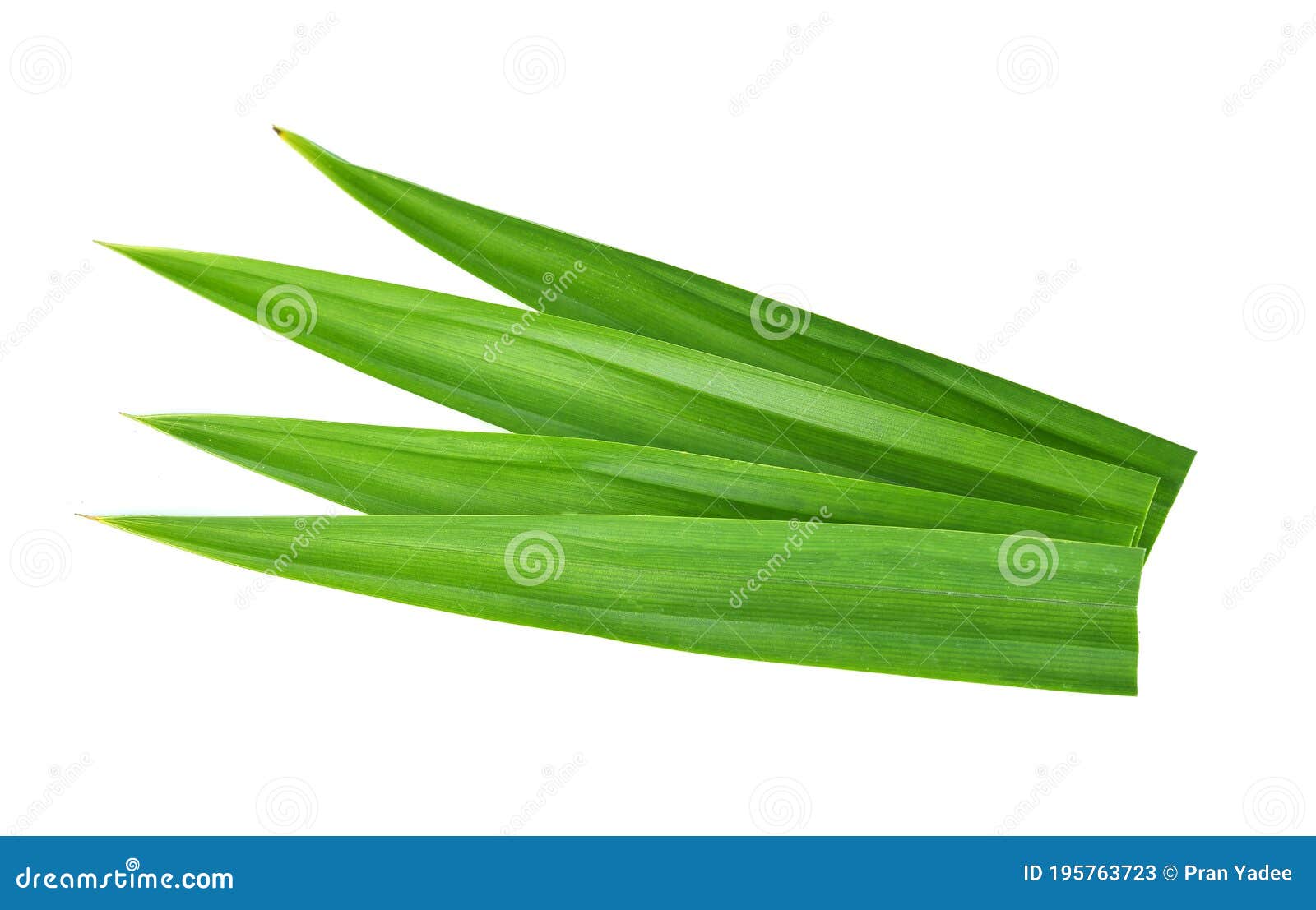 Top View of Fragrant Pandan Leaves Isolated on White Background Stock ...