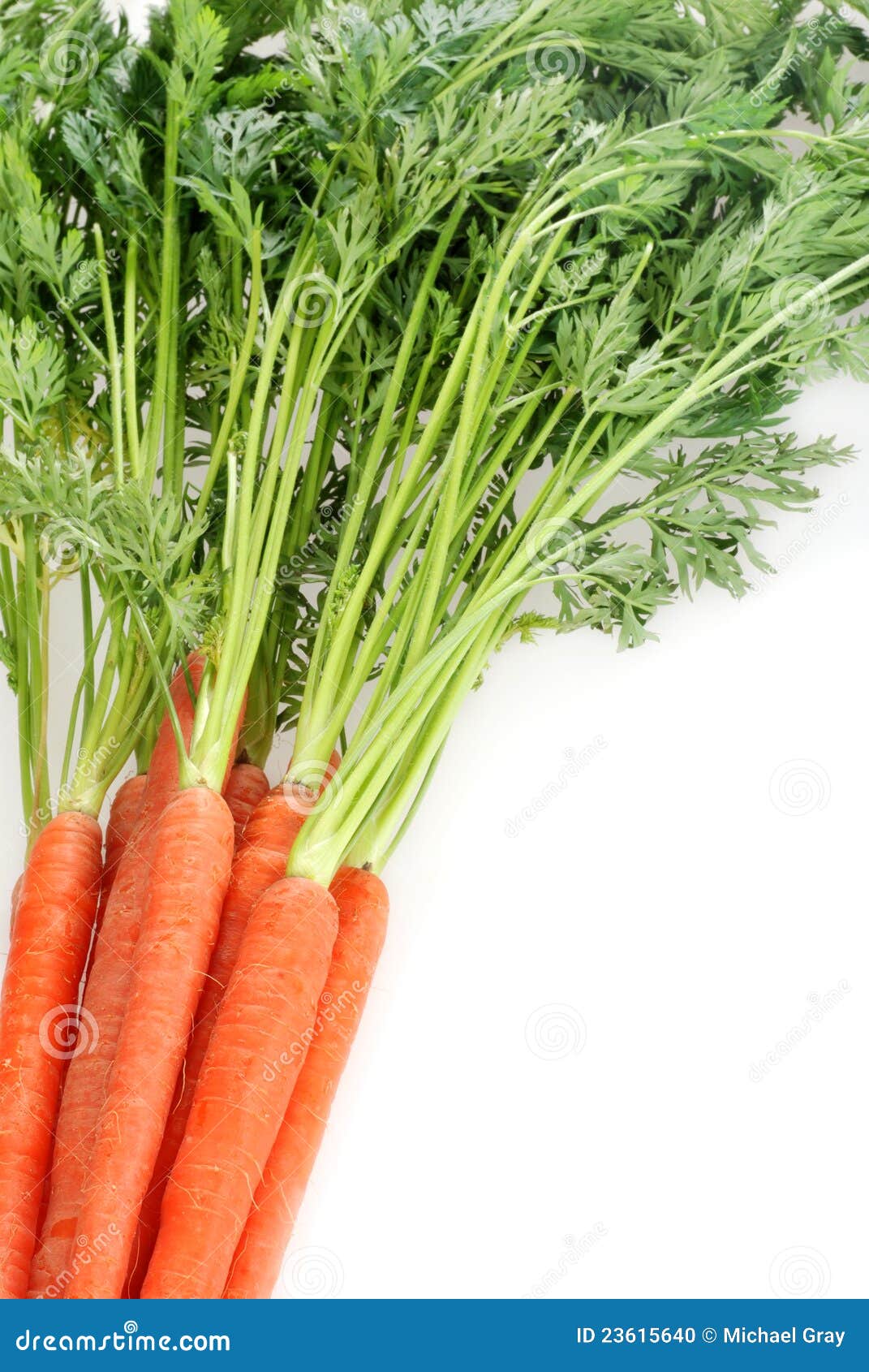 Top view fresh carrots stock photo. Image of pile, plant - 23615640
