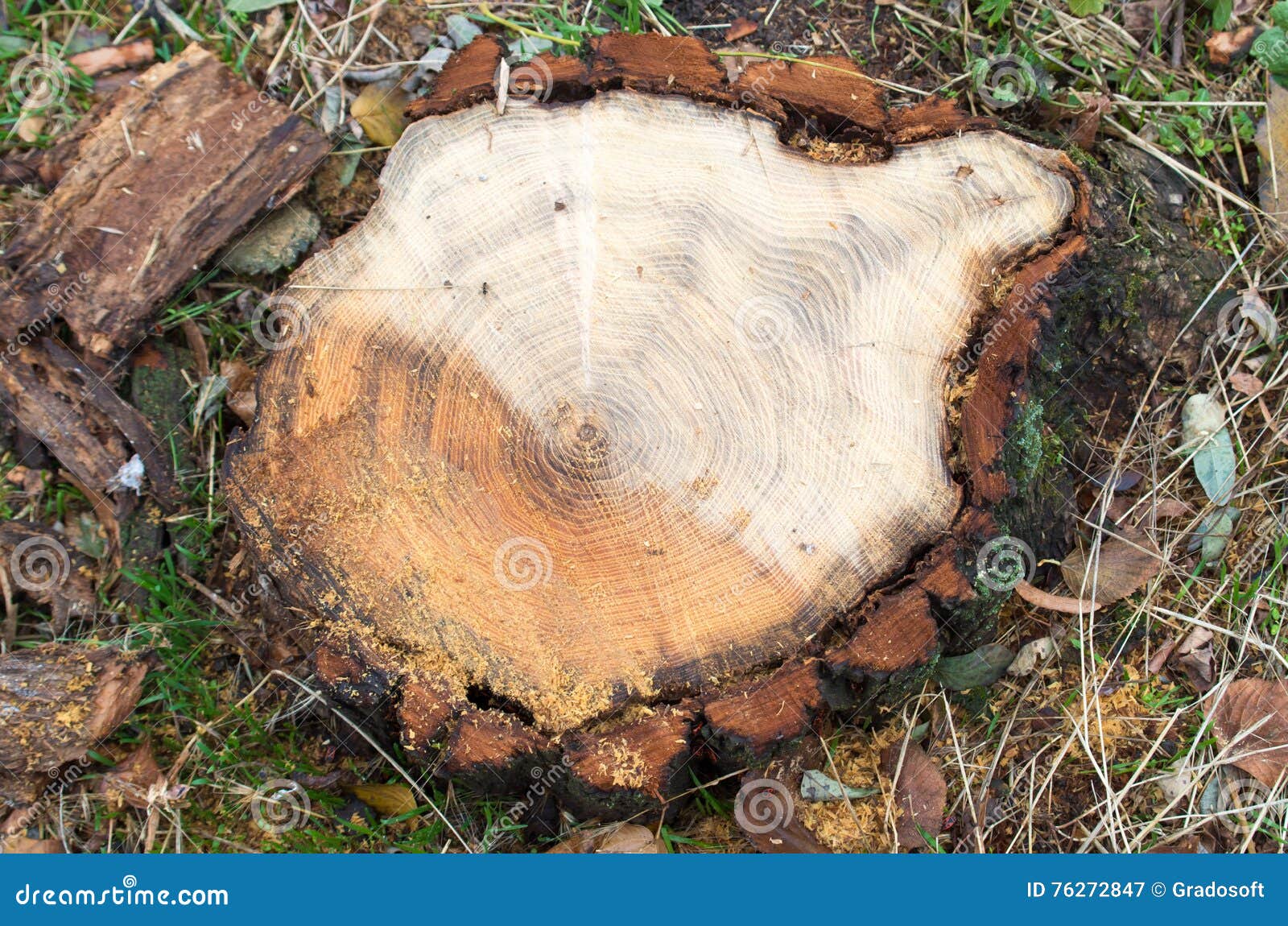 Top View of a Fresh Cut Tree Stump on the Forest Stock Image - Image of ...