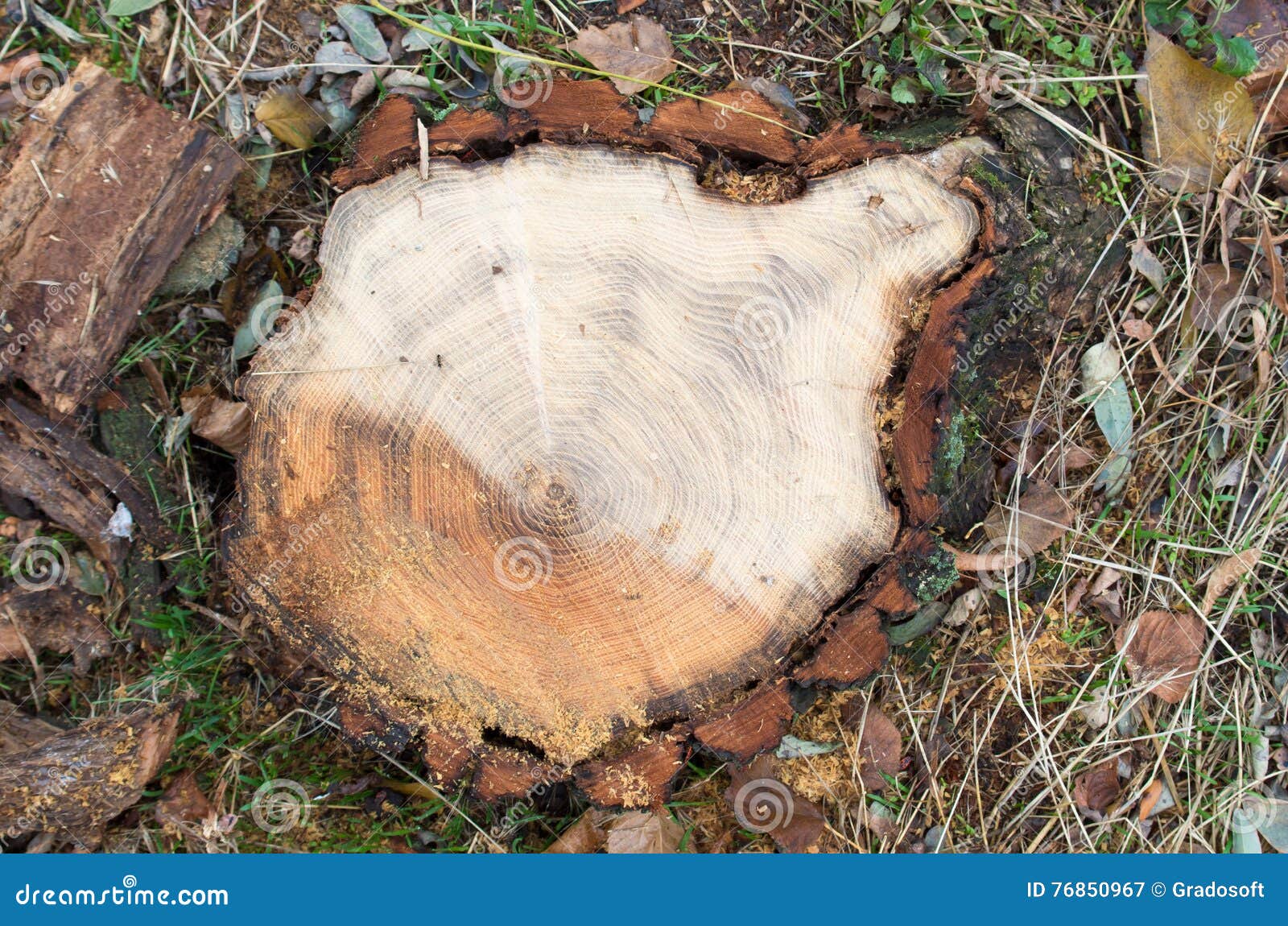 Top View of a Fresh Cut Tree Stump on the Forest Stock Image - Image of ...