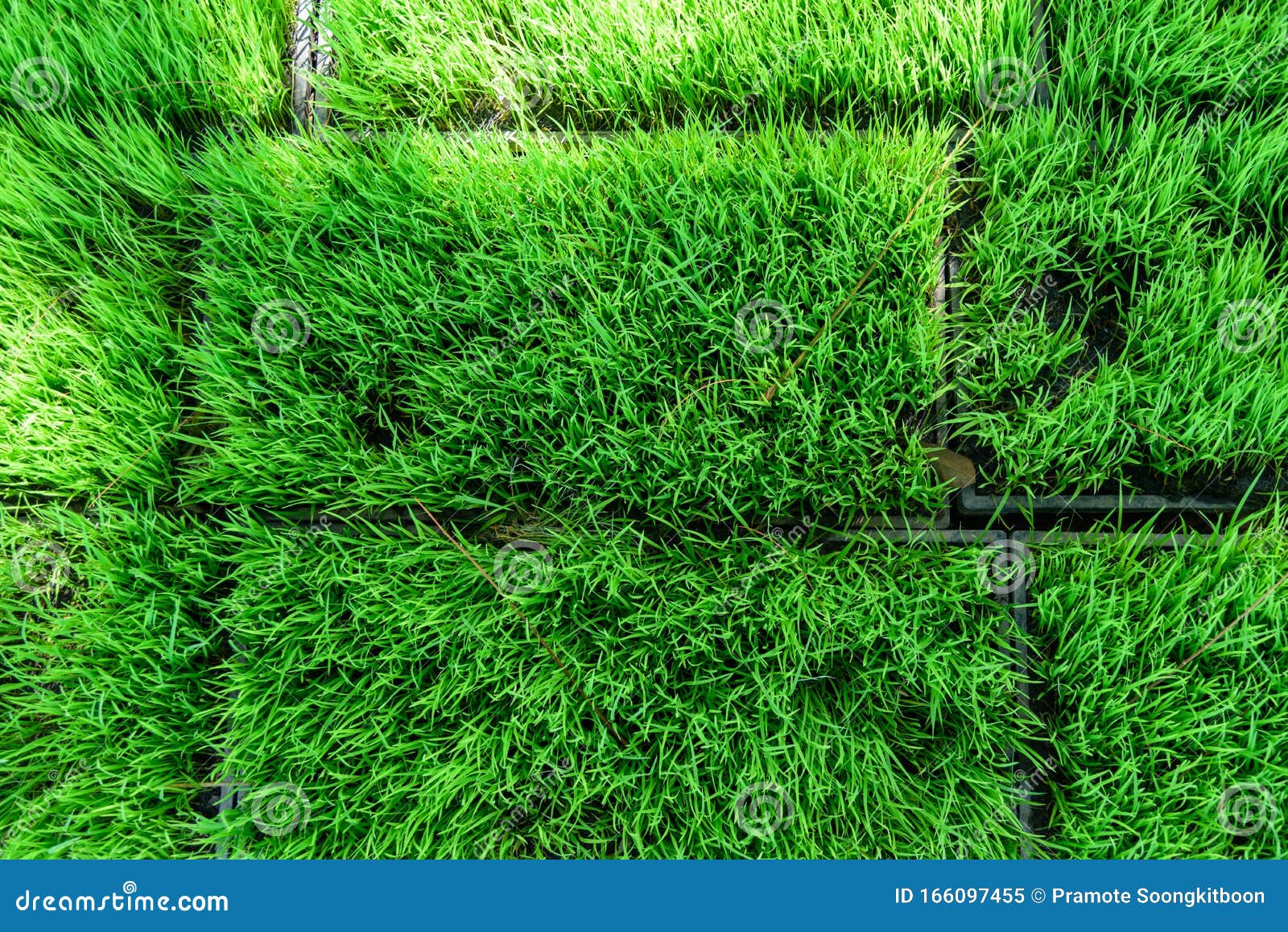 Fresh green grass sheet stock image. Image of closeup - 166097455