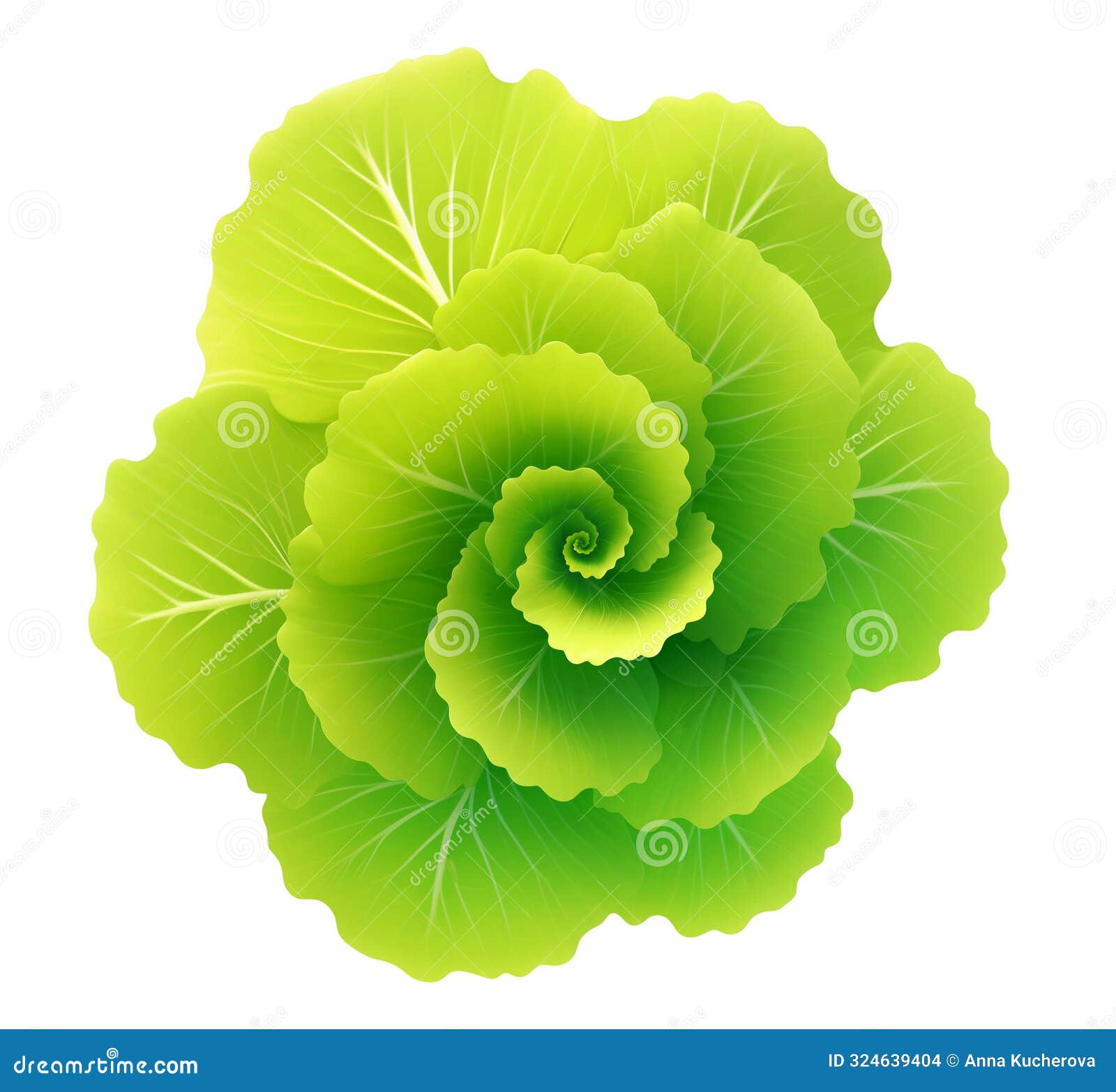 Top View of a Fresh Green Lettuce Head, Illustration on a White Stock ...