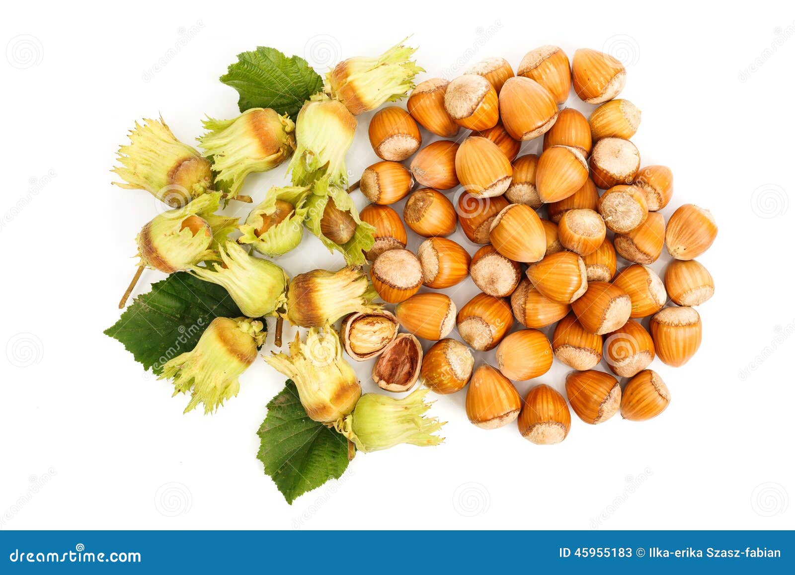 Top view of fresh hazelnut stock image. Image of brown - 45955183