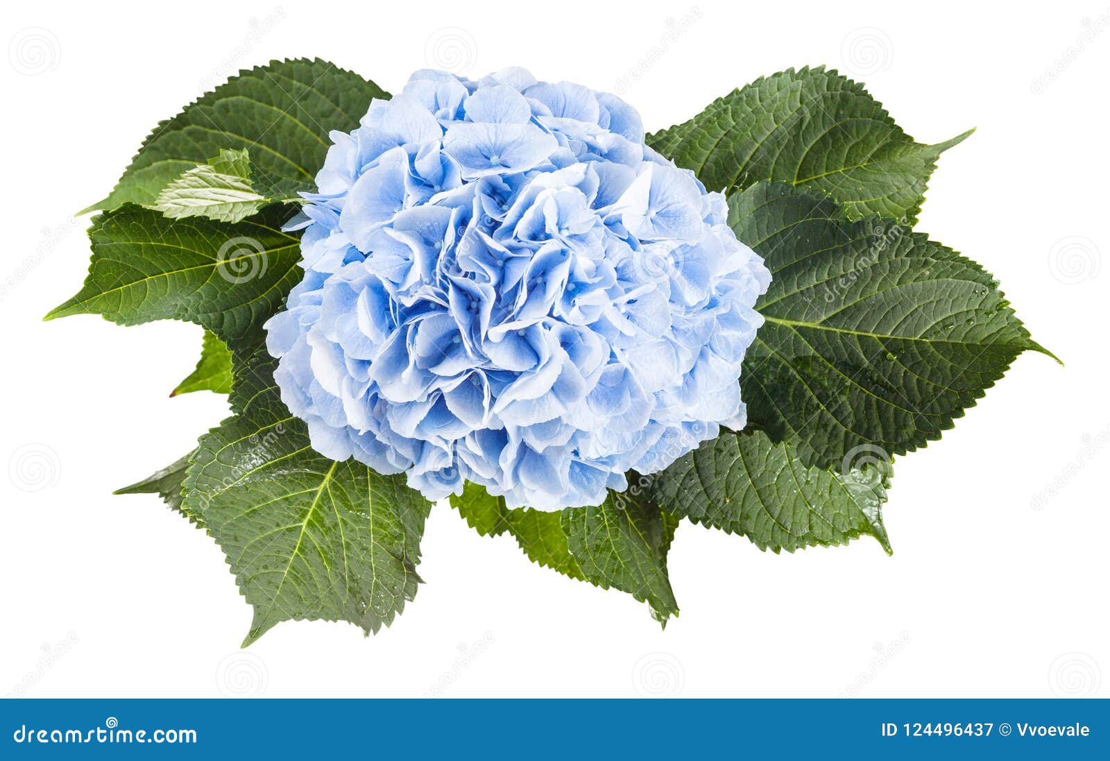 Top View of Fresh Hydrangea Flower Isolated Stock Image - Image of ...
