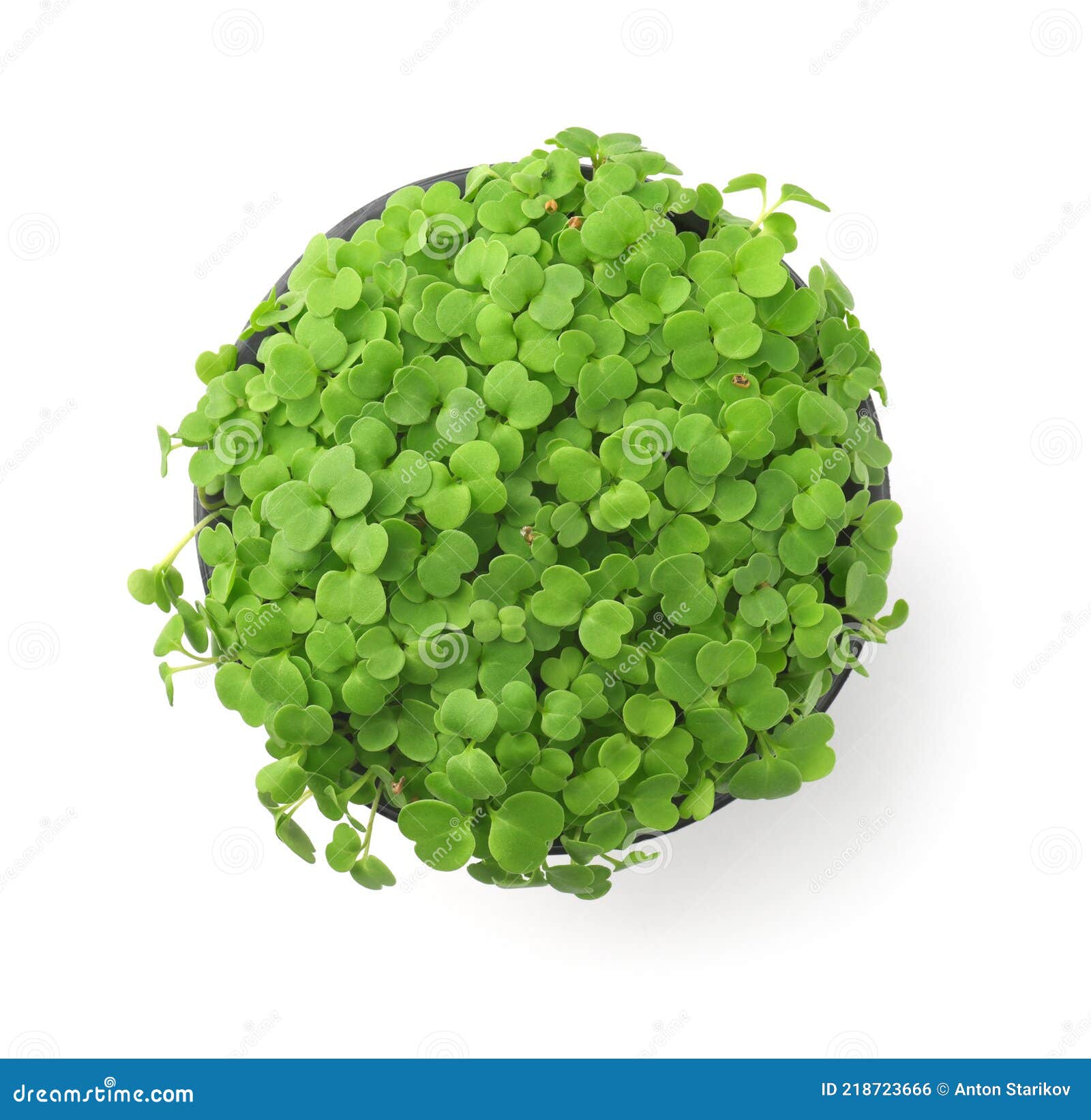 Top View of Fresh Microgreens in Round Pot Stock Photo - Image of ...