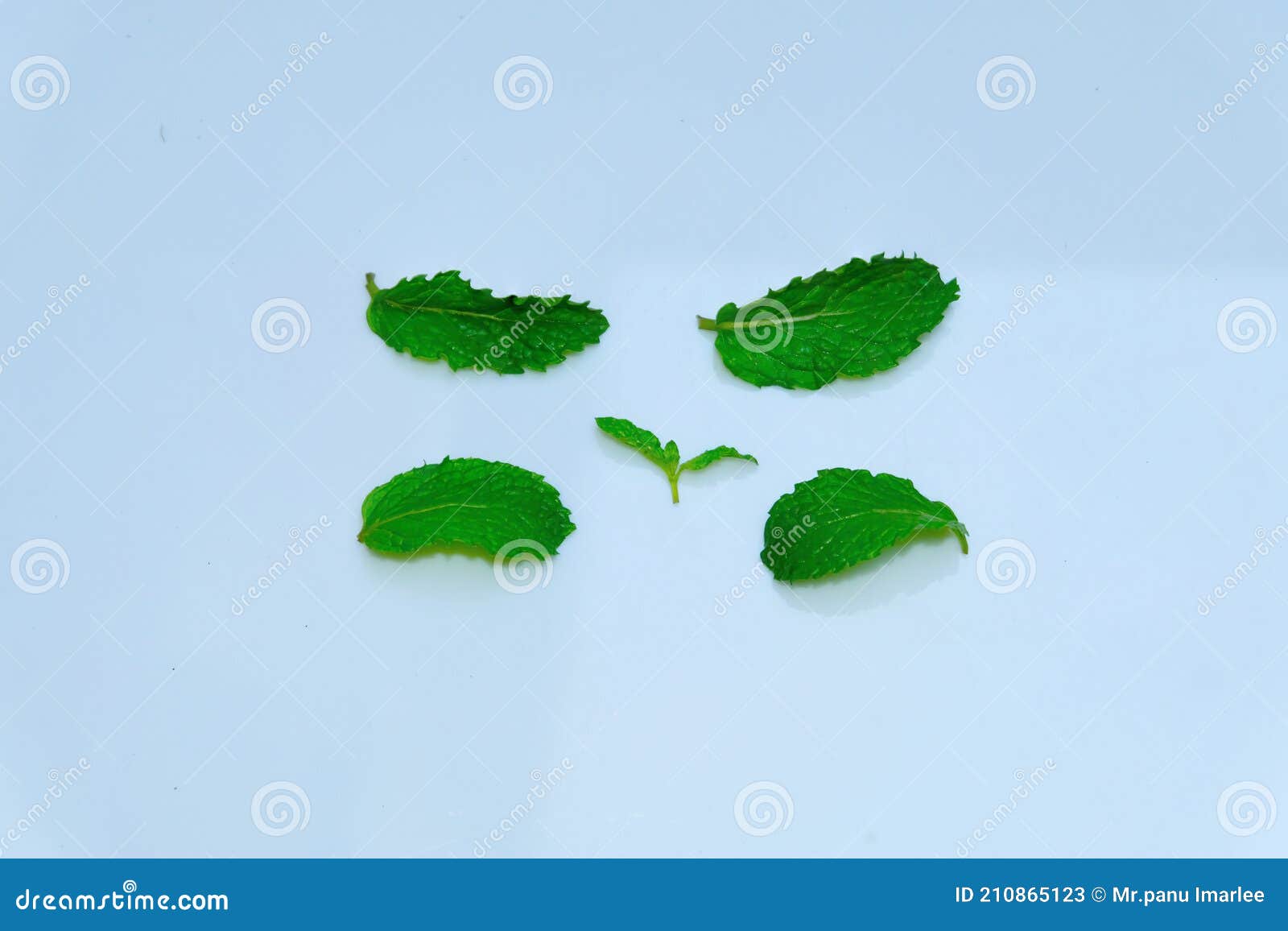 Top View Fresh Mint Leaves Pattern Close Up of Peppermint Clipping Path ...
