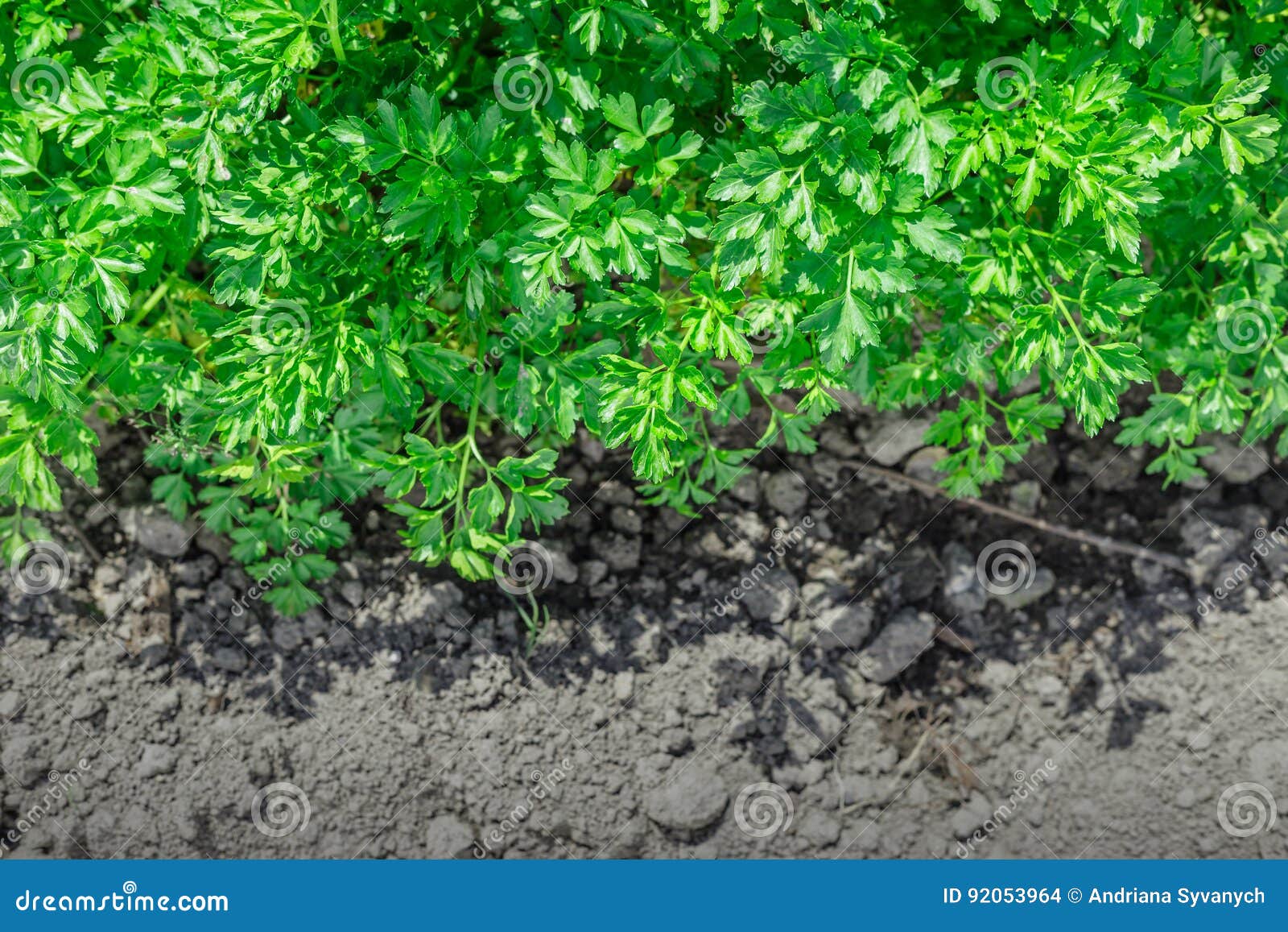 Top View of Fresh Parsley Growing on the Ground Stock Photo - Image of ...