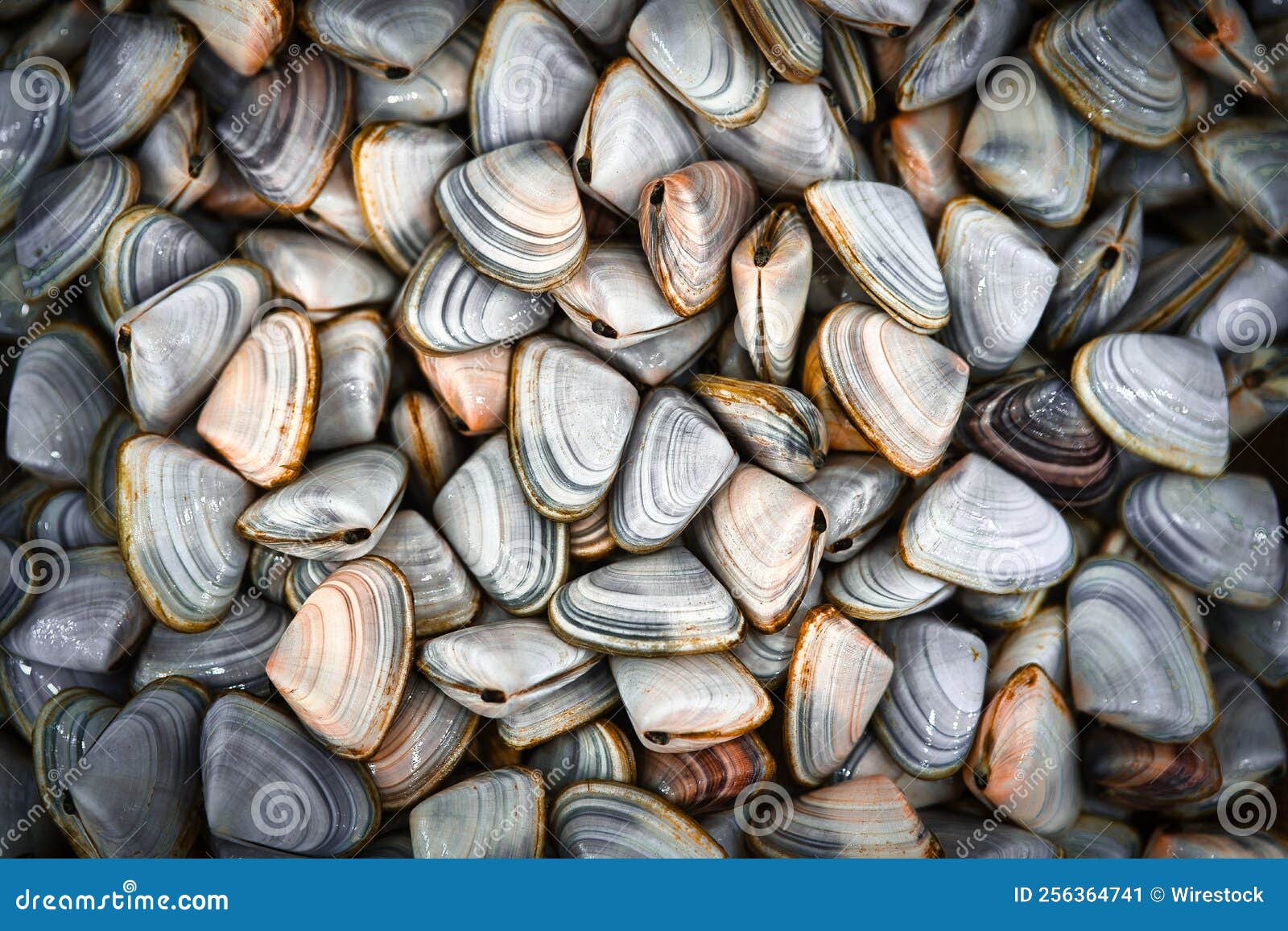 Pipi Shell Royalty-Free Stock Photo | CartoonDealer.com #12292653