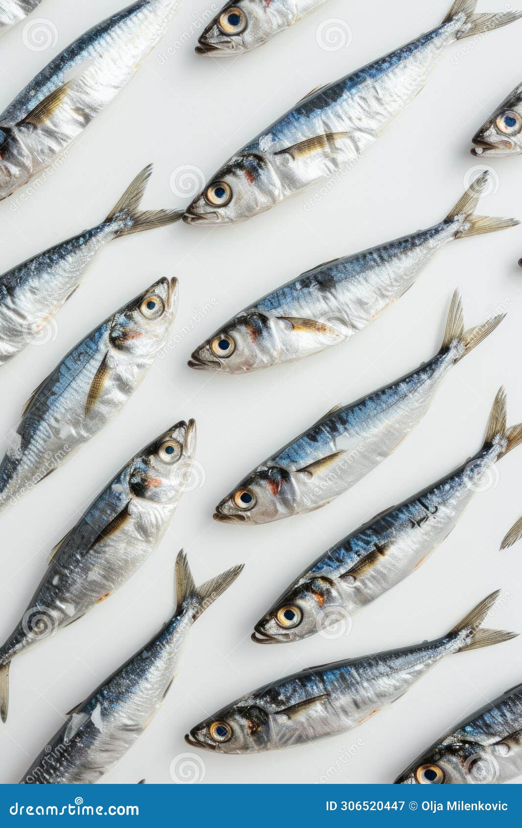 Top View of Fresh Sardines on White Background. Fish Pattern Stock ...