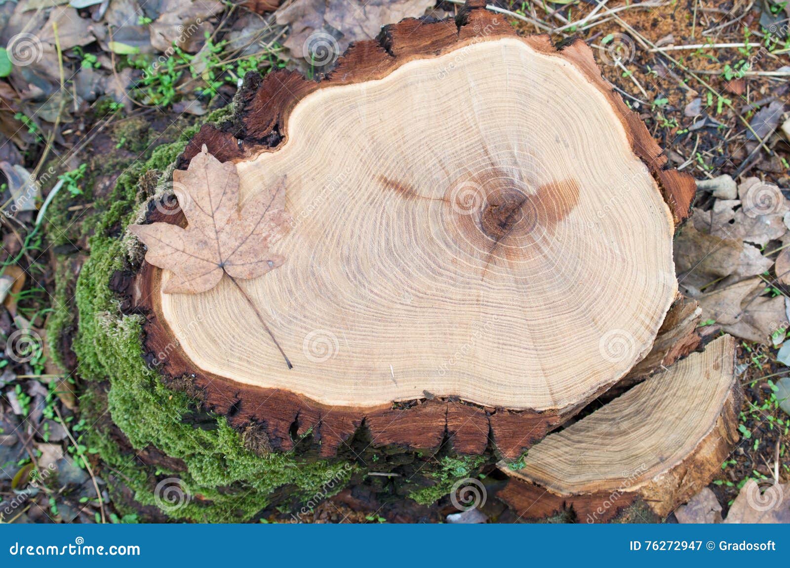 Top View of a Fresh Tree Stump from Felled Maple in a Forest Stock ...