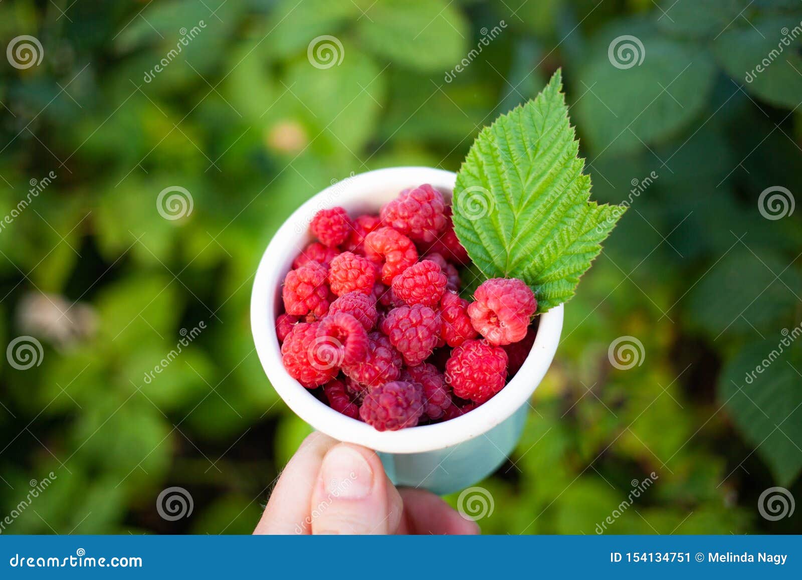 Top View of Freshly Collected Raspberries Stock Image - Image of ...
