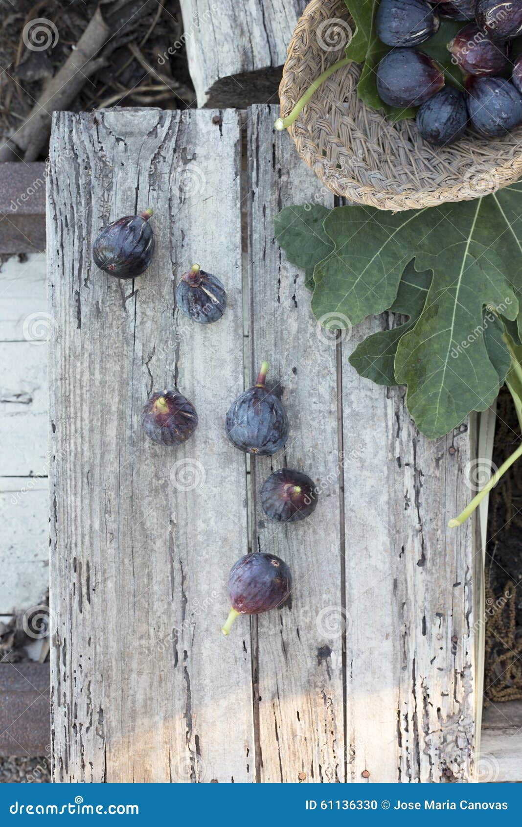 Top View of Freshly Picked Figs from the Tree in Front of Basket Stock ...