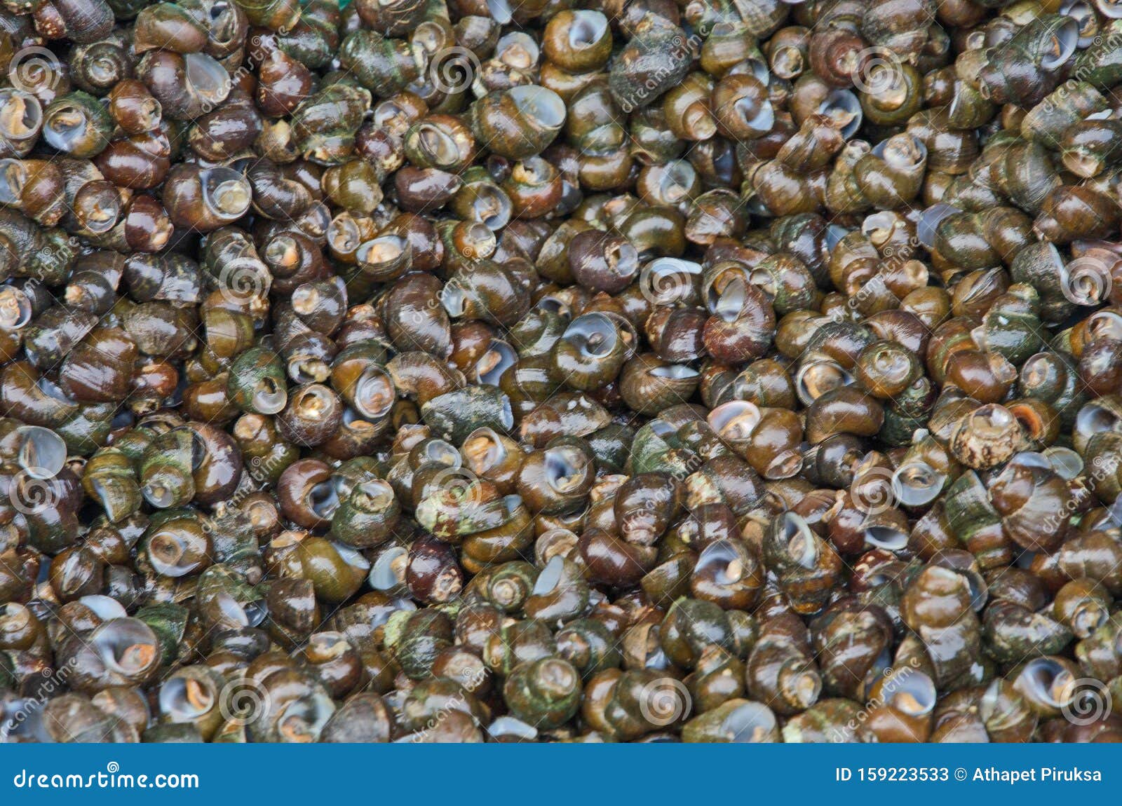 Top View of Freshwater Snails Stock Image - Image of life, snail: 159223533