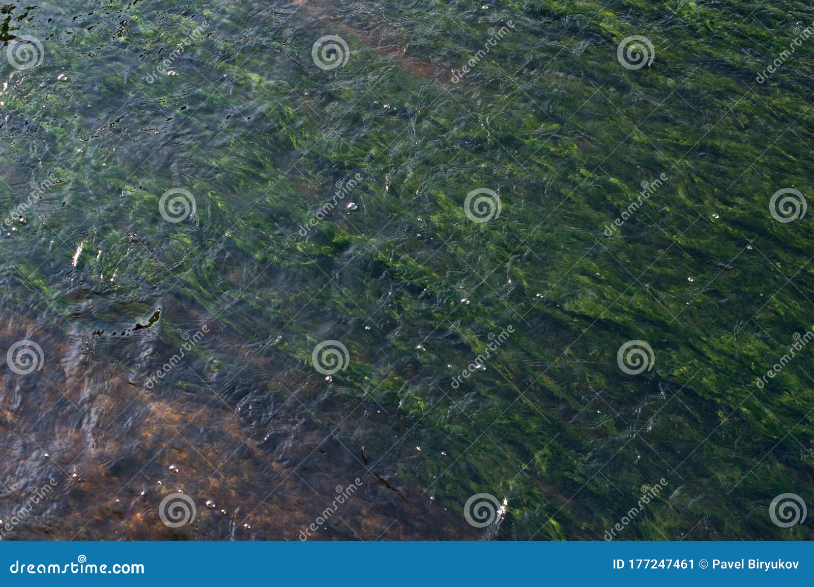Top View Frozen Green Algae Under a Thin Layer Stock Image - Image of ...