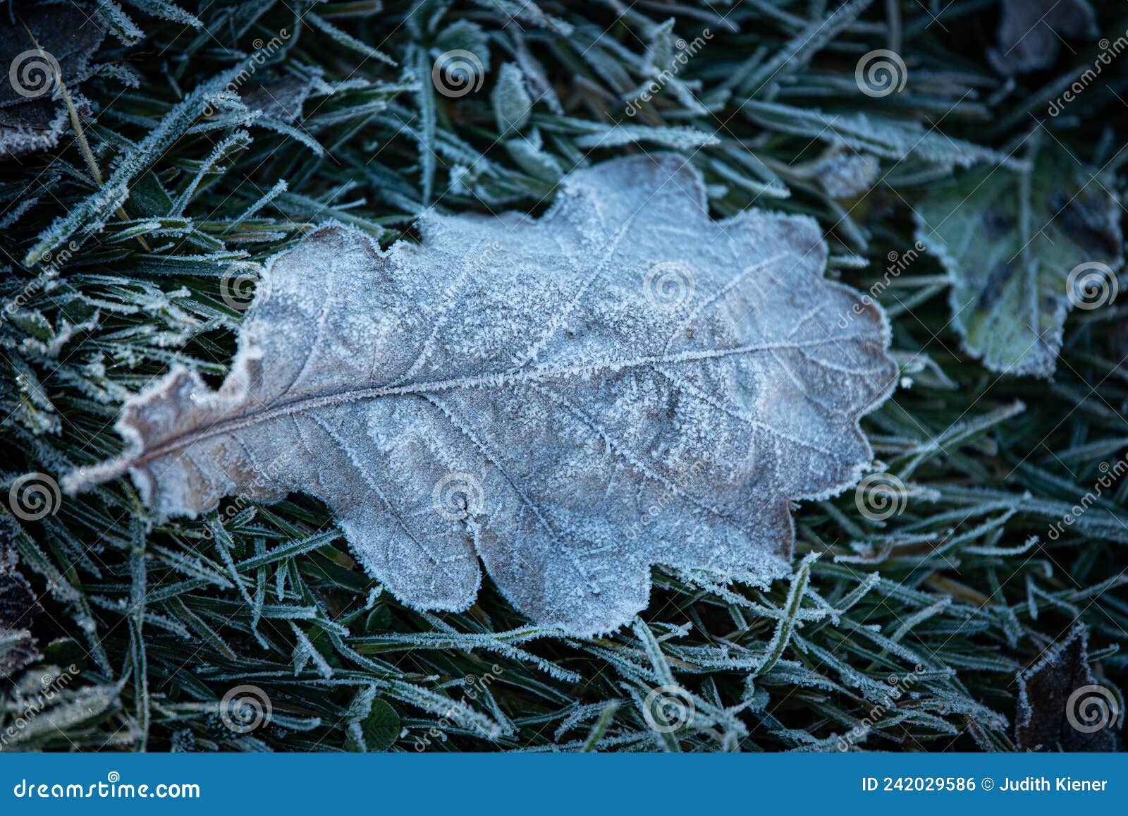 Frozen Oak Leaf on Frozen Meadow Stock Photo - Image of weather ...